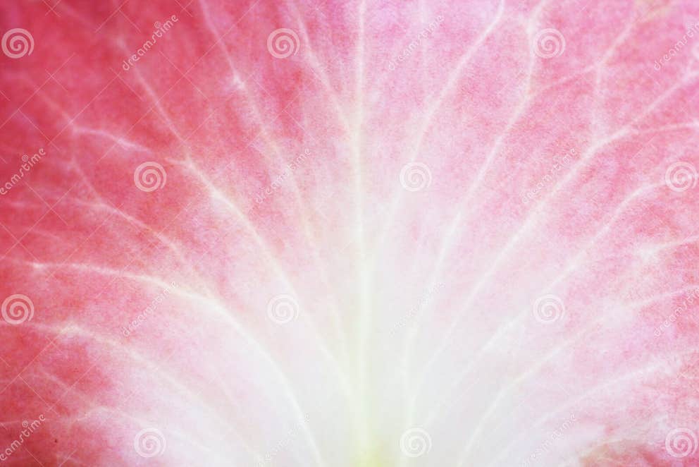 Rose petal stock photo. Image of texture, petal, nature, oversaturated ...