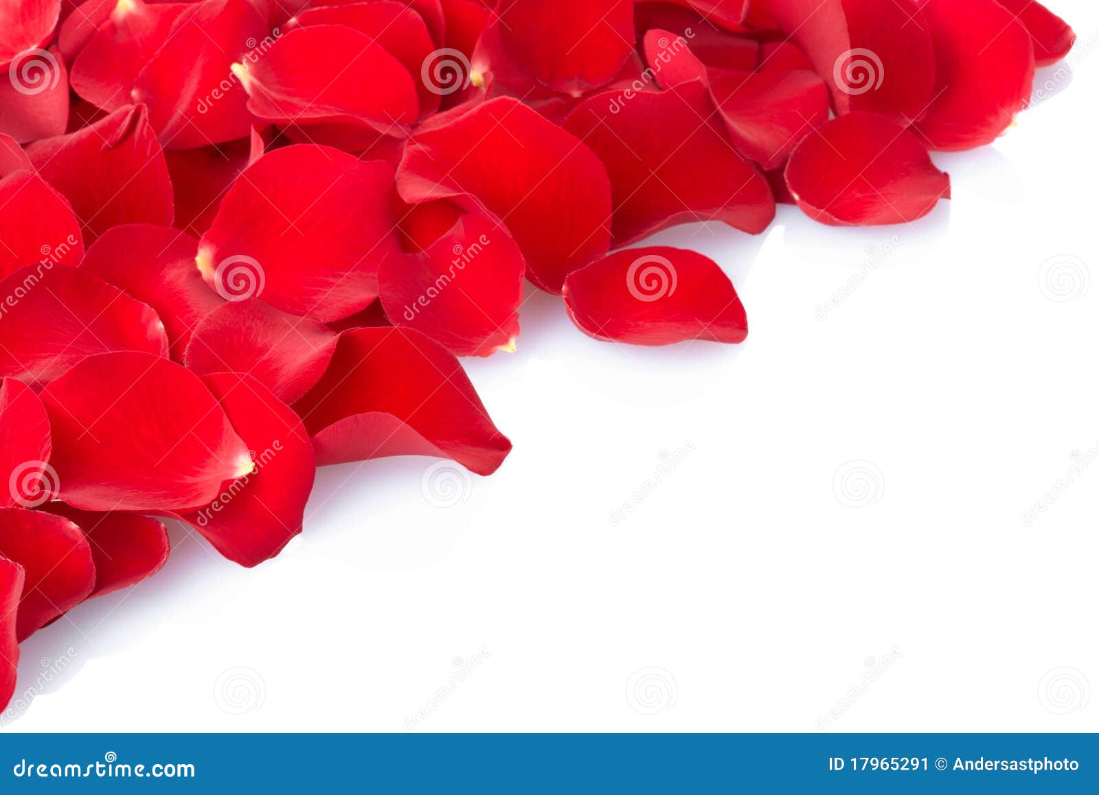 Pink Rose Petal Border