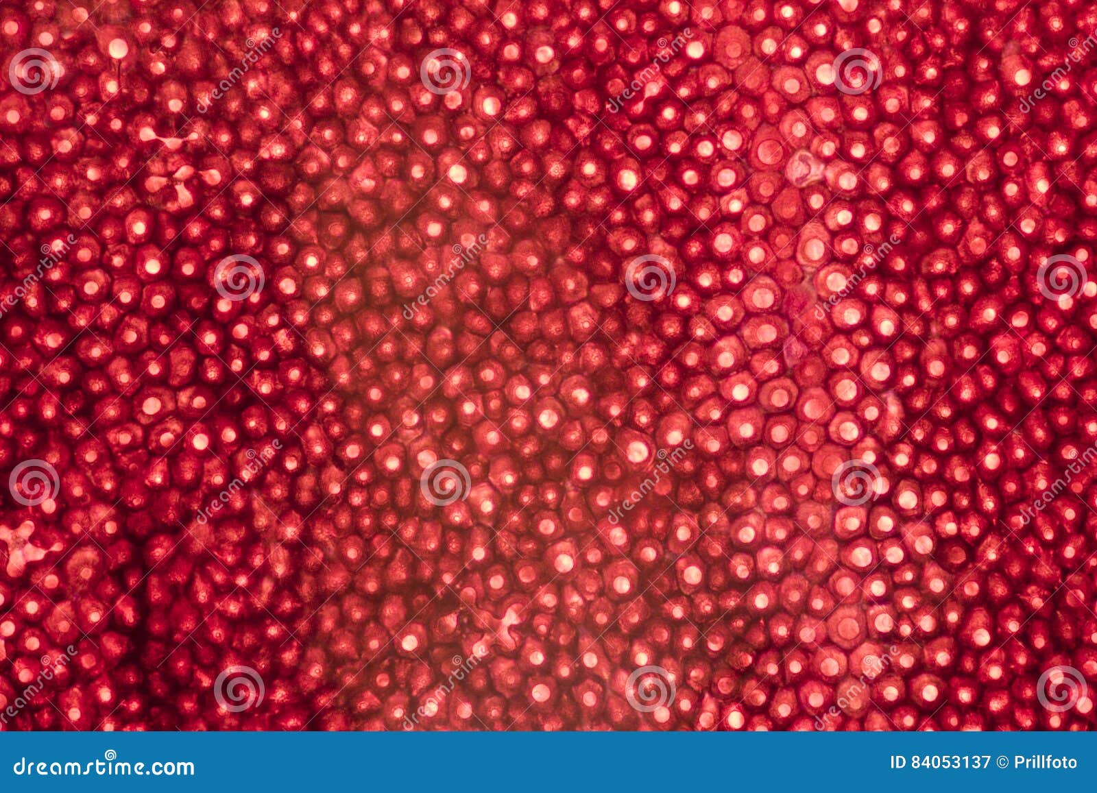 Rose petal closeup stock image. Image of countryside - 84053137