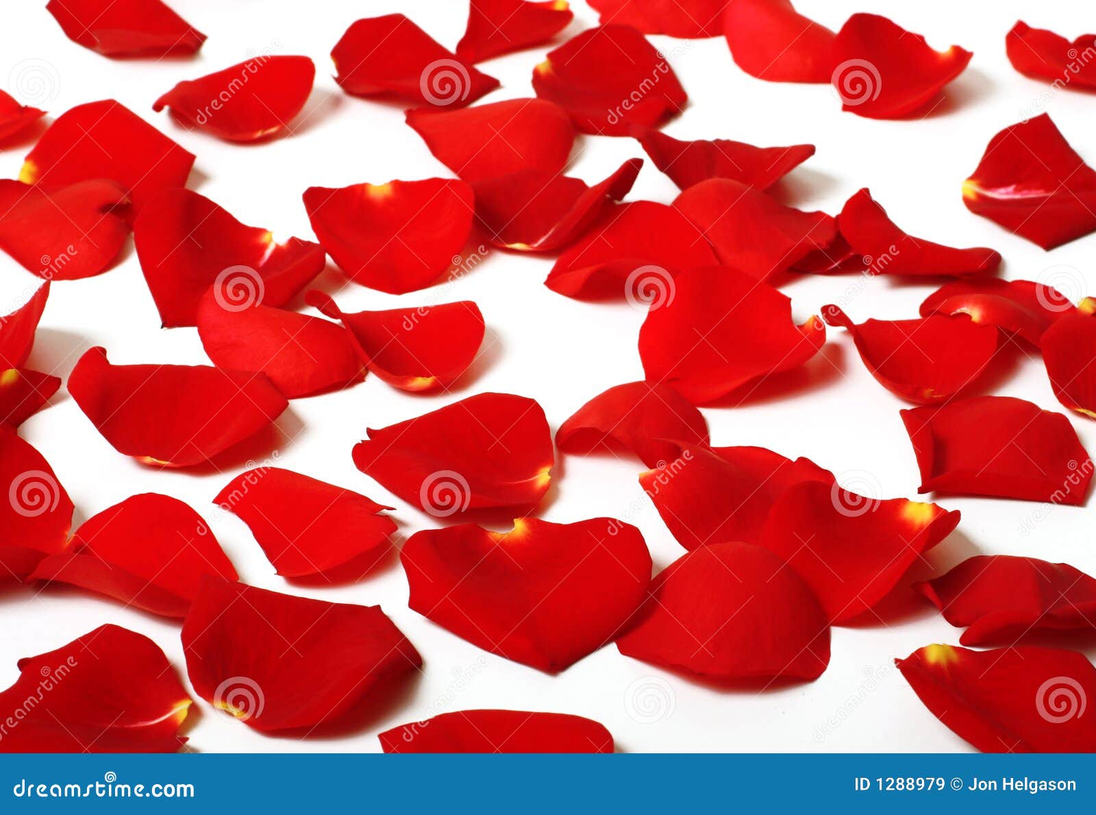 Rose petals stock image. Image of rose, romantic, white - 1288979