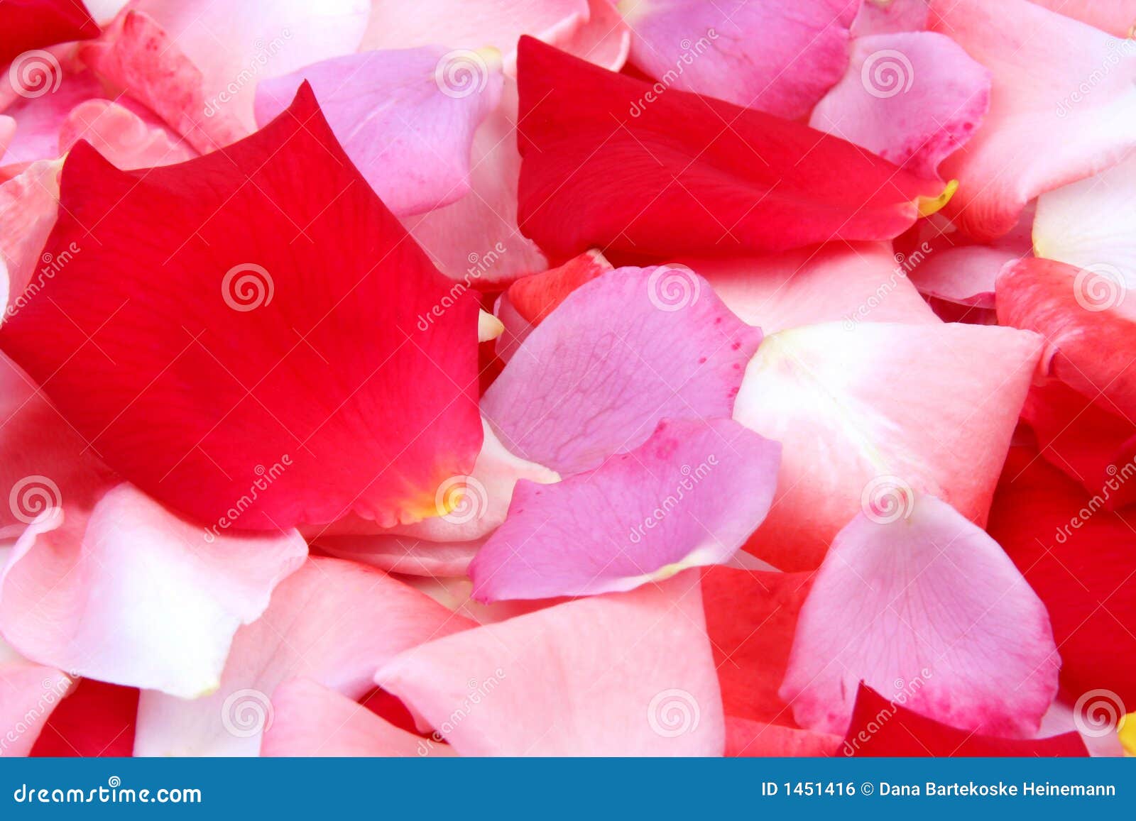 113 Purple Rose Petals Falling Stock Photos - Free & Royalty-Free Stock ...