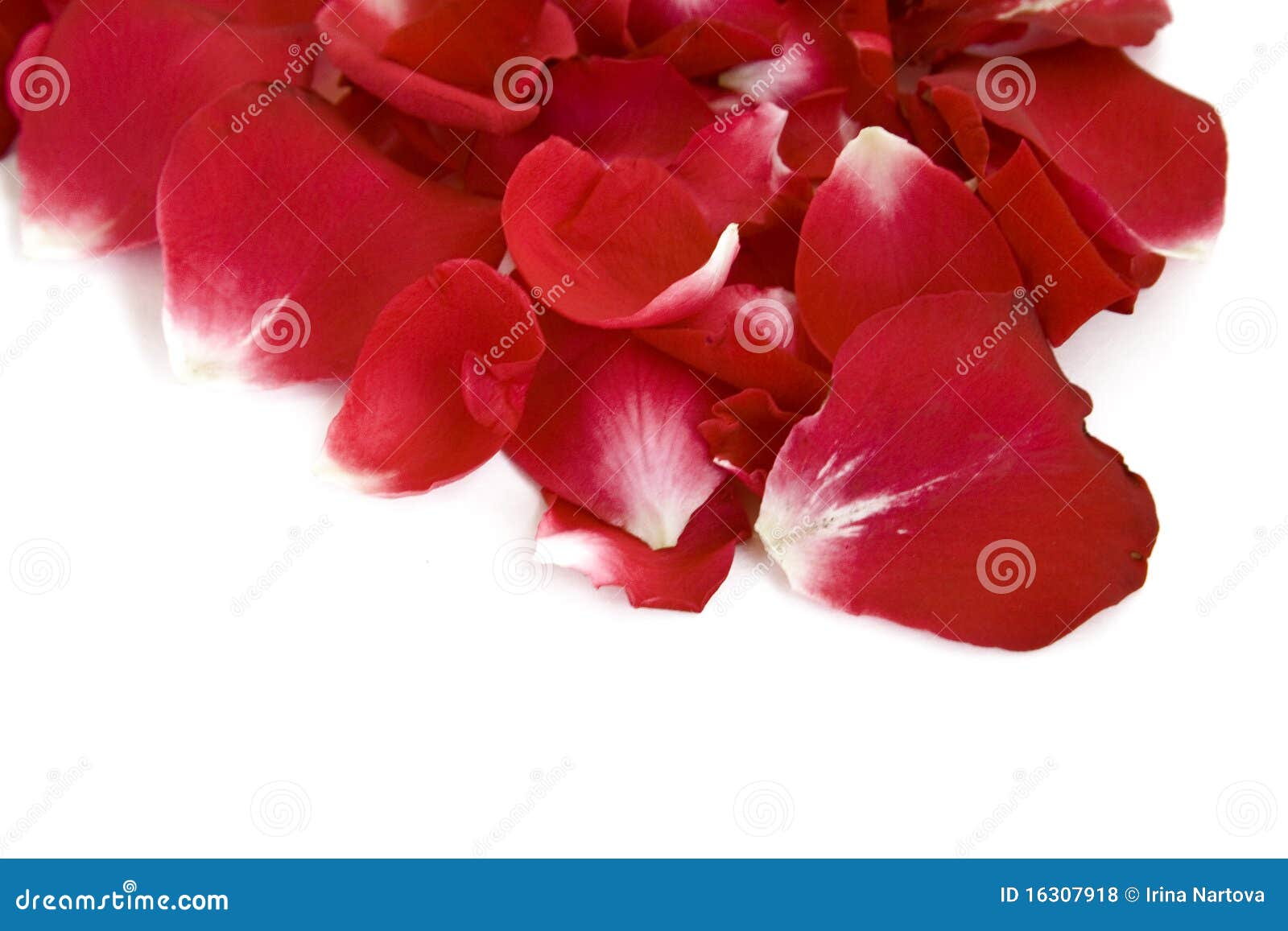Rose petals stock photo. Image of large, luxury, composition - 16307918