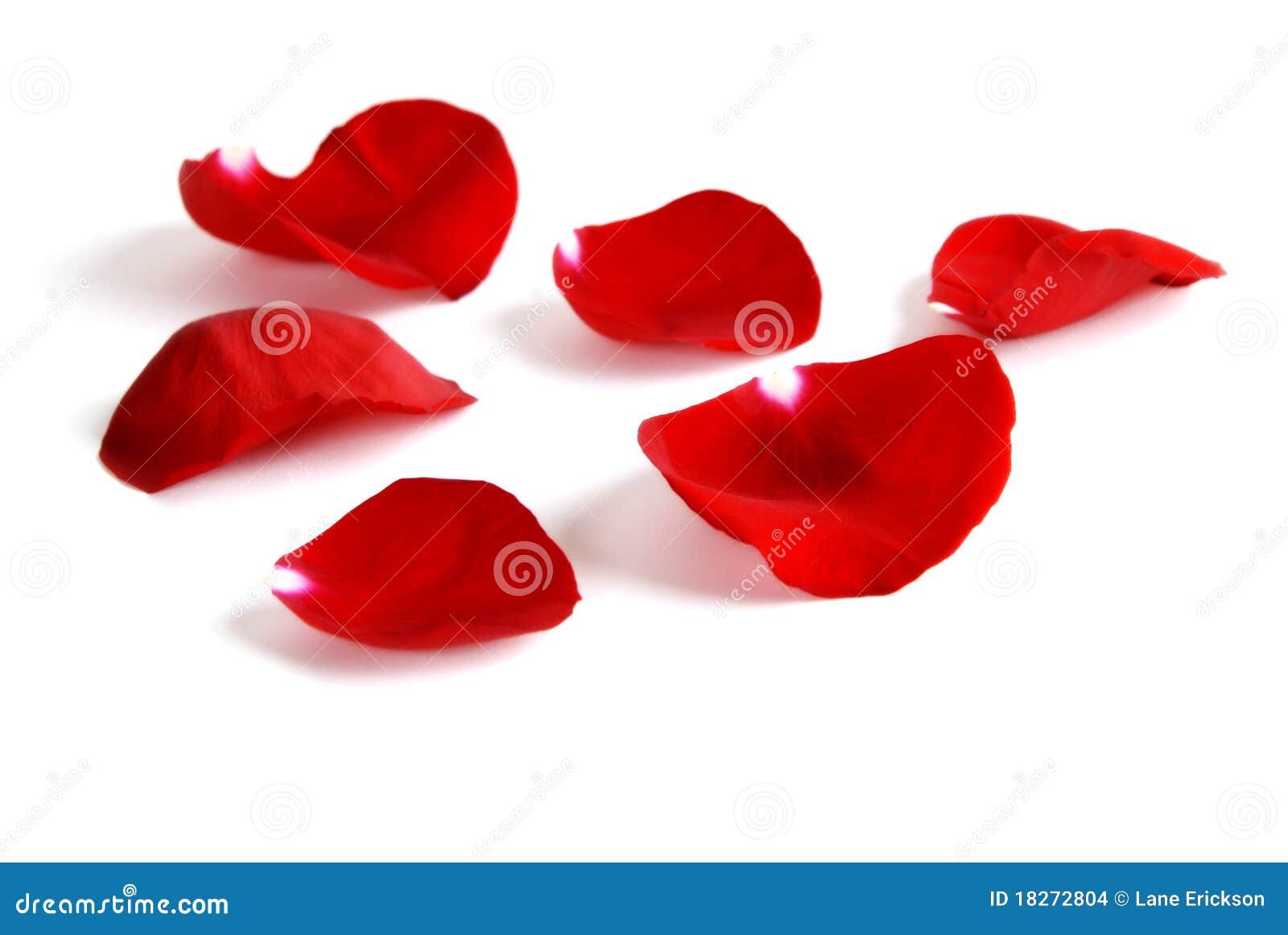 Rose Petals stock photo. Image of macro, kind, closeup - 18272804