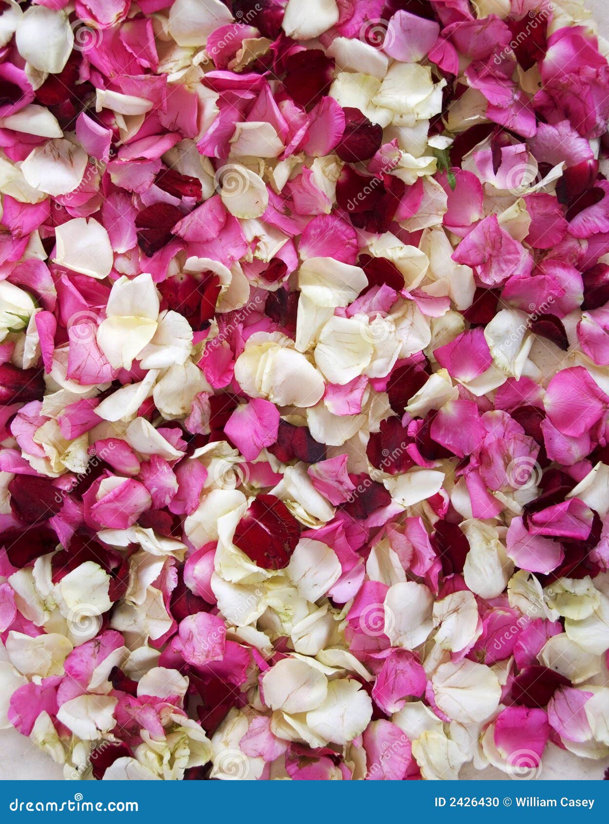 Rose Petals stock photo. Image of color, petals, heart - 2426430