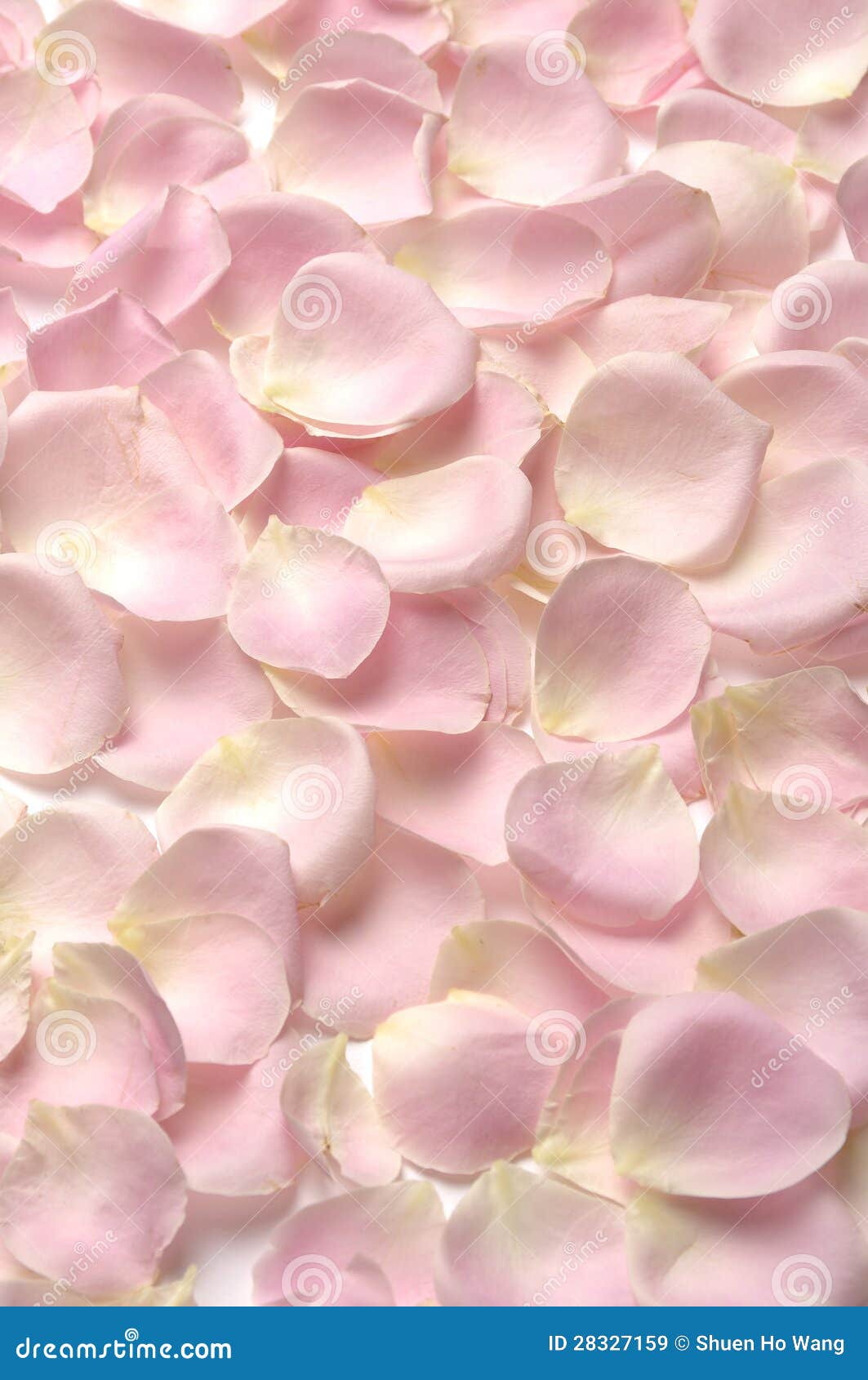 Rose petals stock image. Image of tender, clean, empty - 28327159
