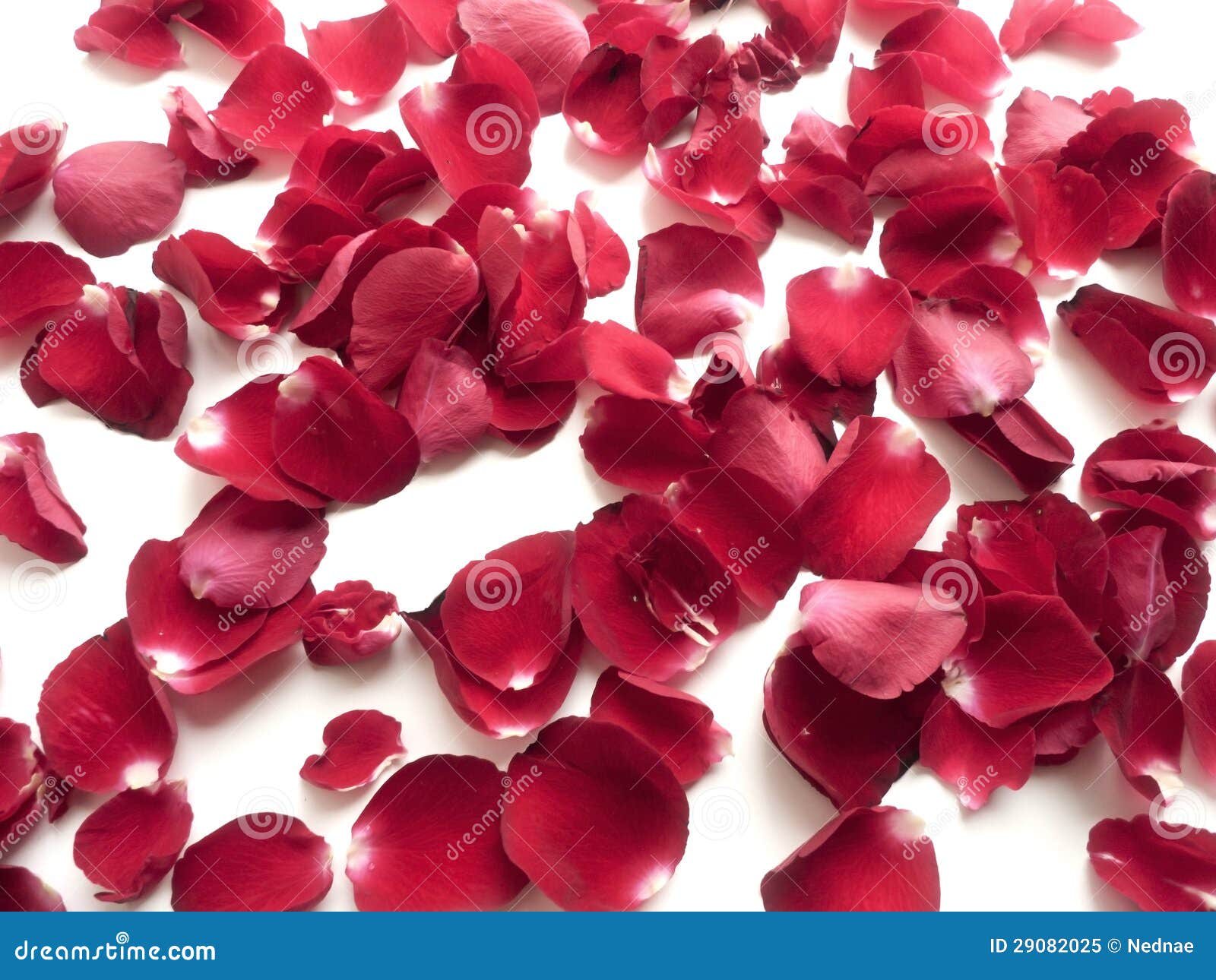 Rose petals. stock image. Image of petal, decor, heart - 29082025