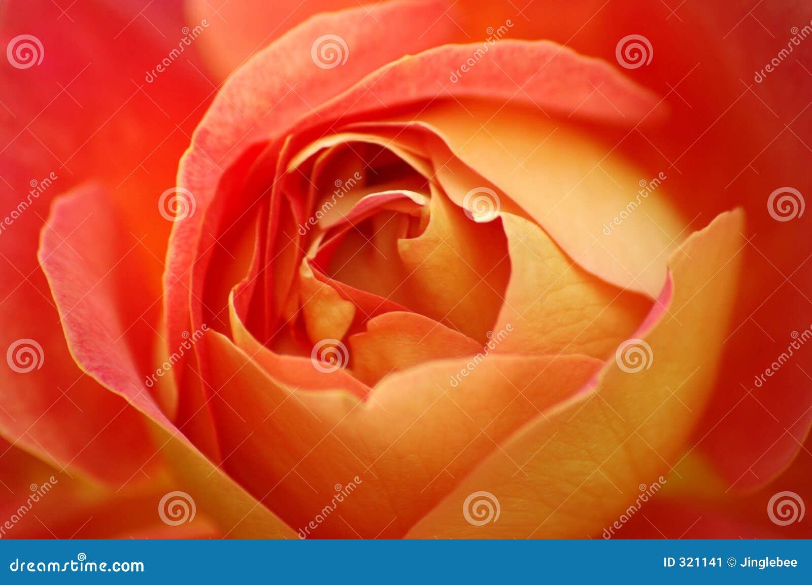 Rose Petals stock image. Image of garden, woman, alive - 321141