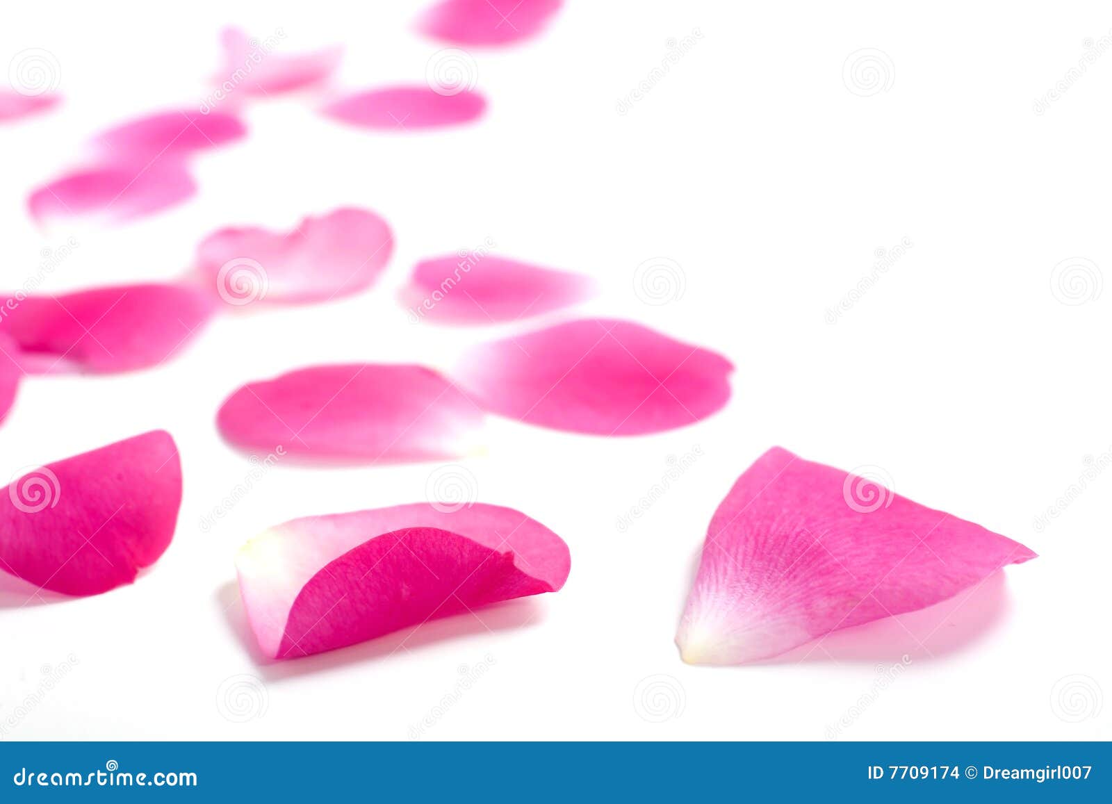 Rose petals stock photo. Image of macro, isolated, nature - 7709174