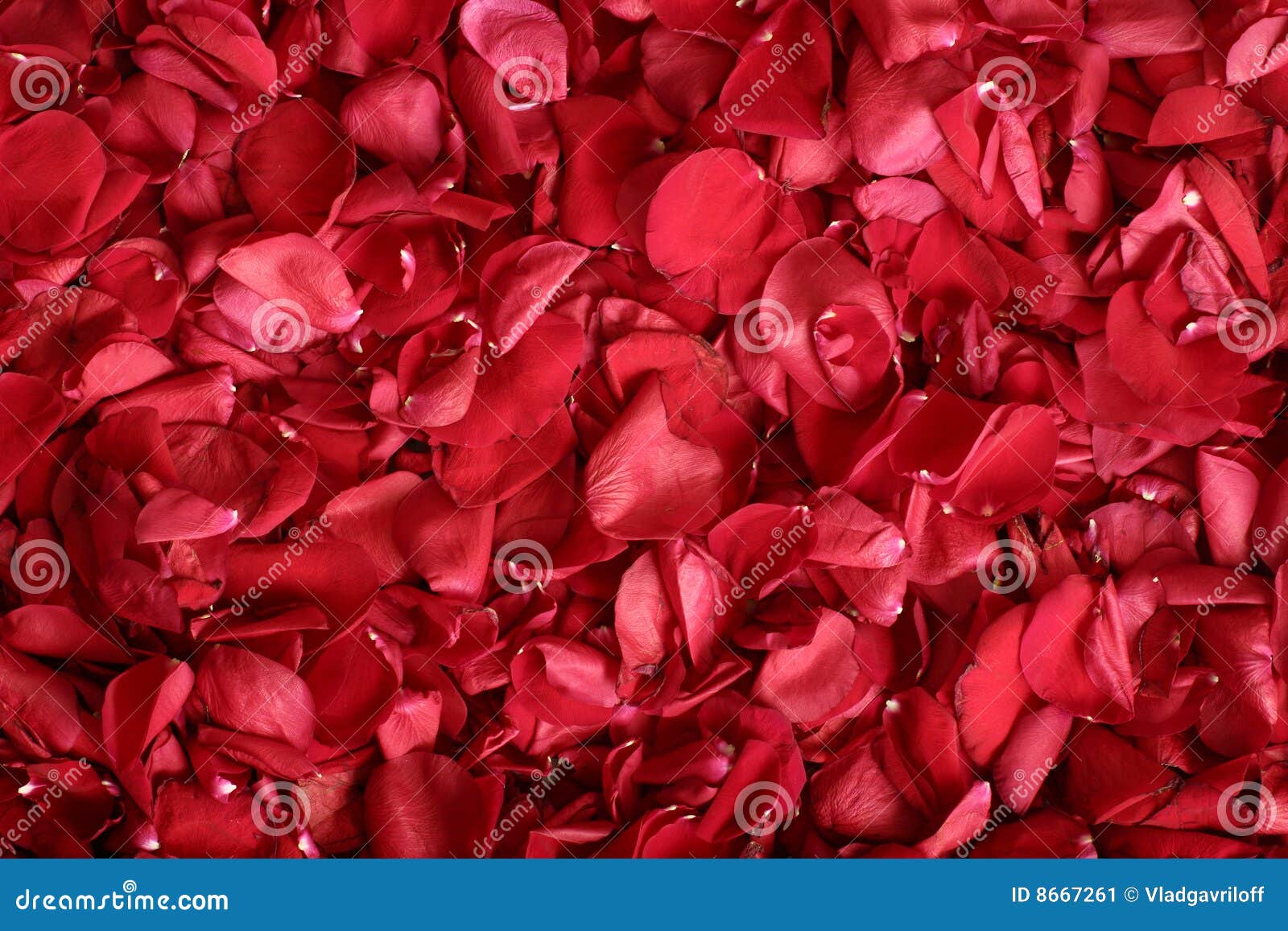 Rose-petals stock image. Image of petals, beauty, nature - 8667261