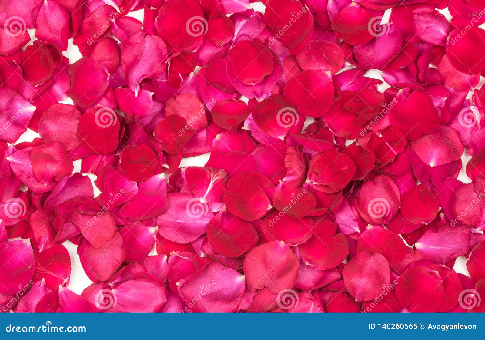 Rose Petals background stock image. Image of valentin - 140260565