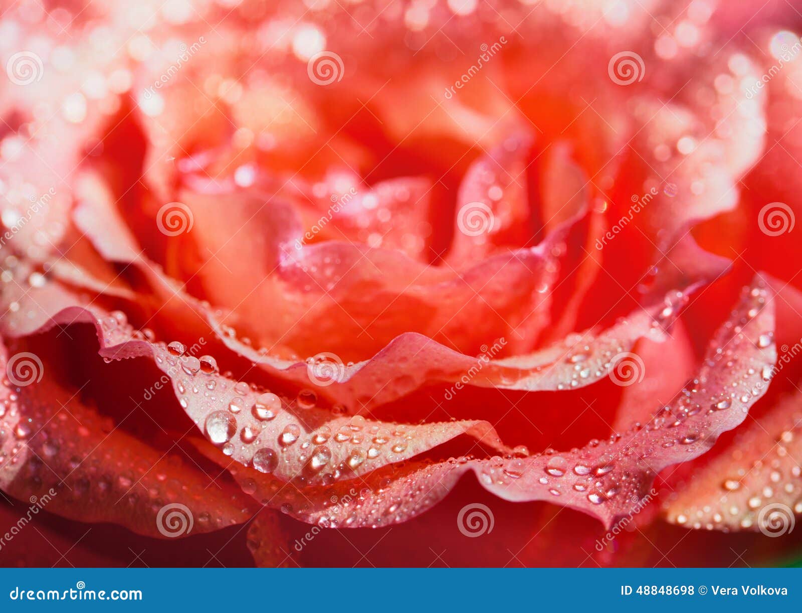 1,474 Watercolor Rose Petals Stock Photos - Free & Royalty-Free Stock ...