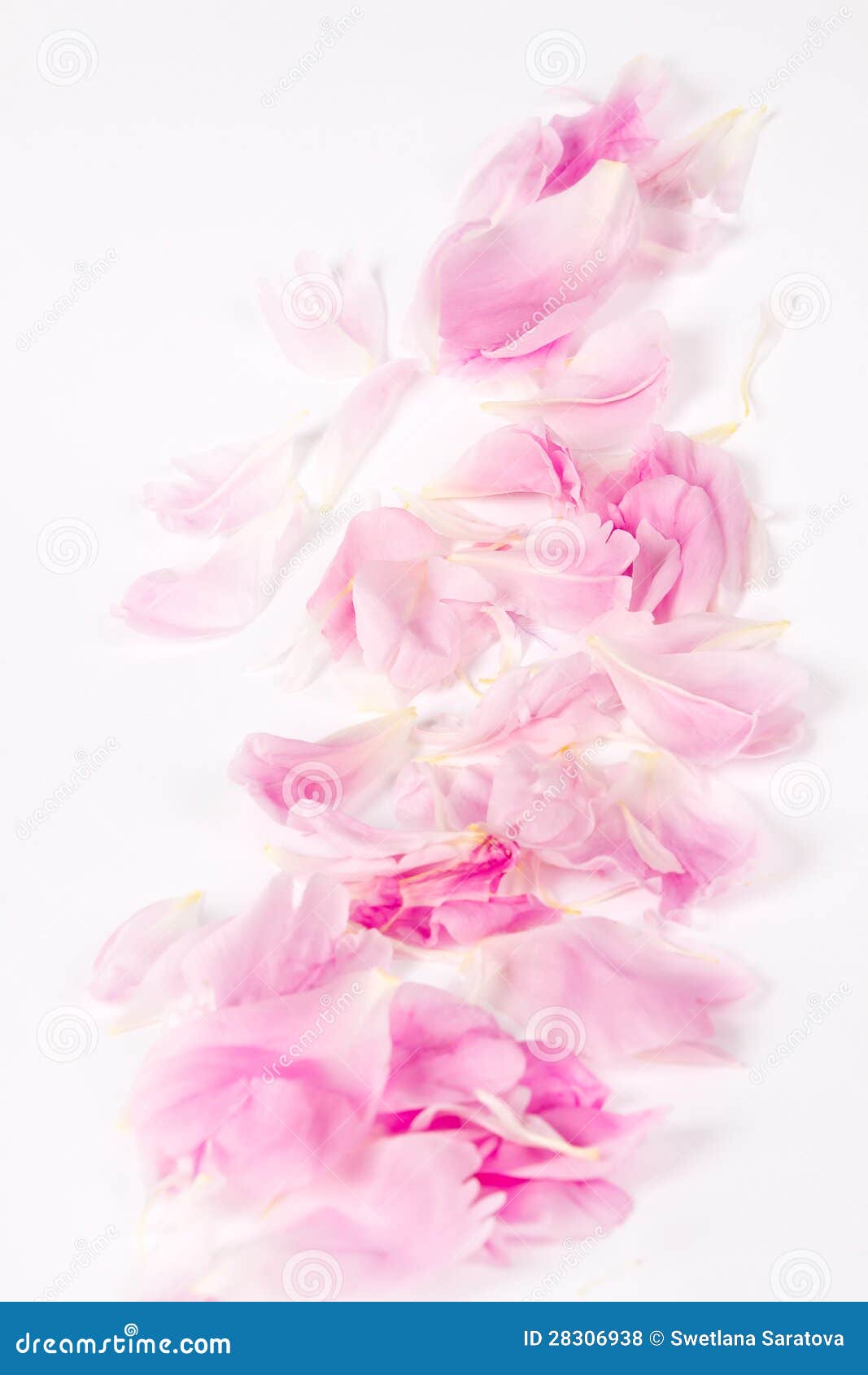 Rose Petals Border stock photo. Image of focus, nature - 28306938