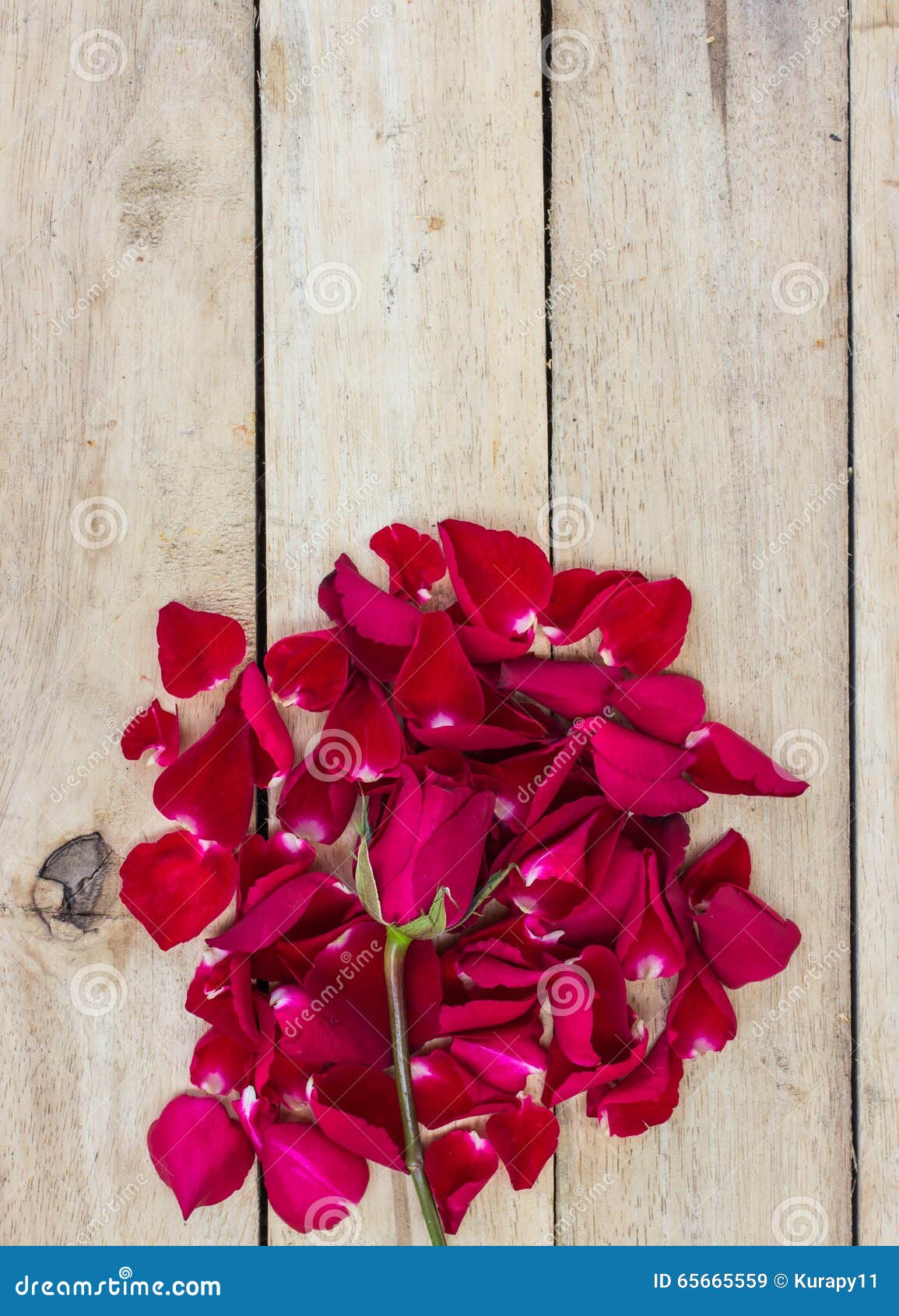 Rose Petals Border imagen de archivo. Imagen de resorte - 65665559