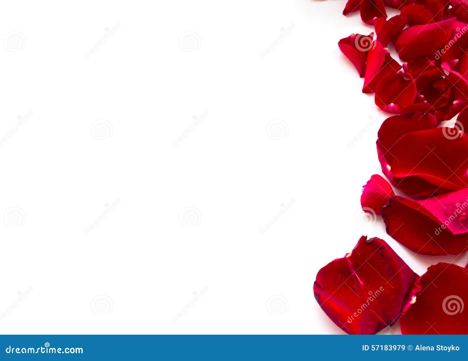 Rose Petals Border stock image. Image of copy, isolated - 57183979