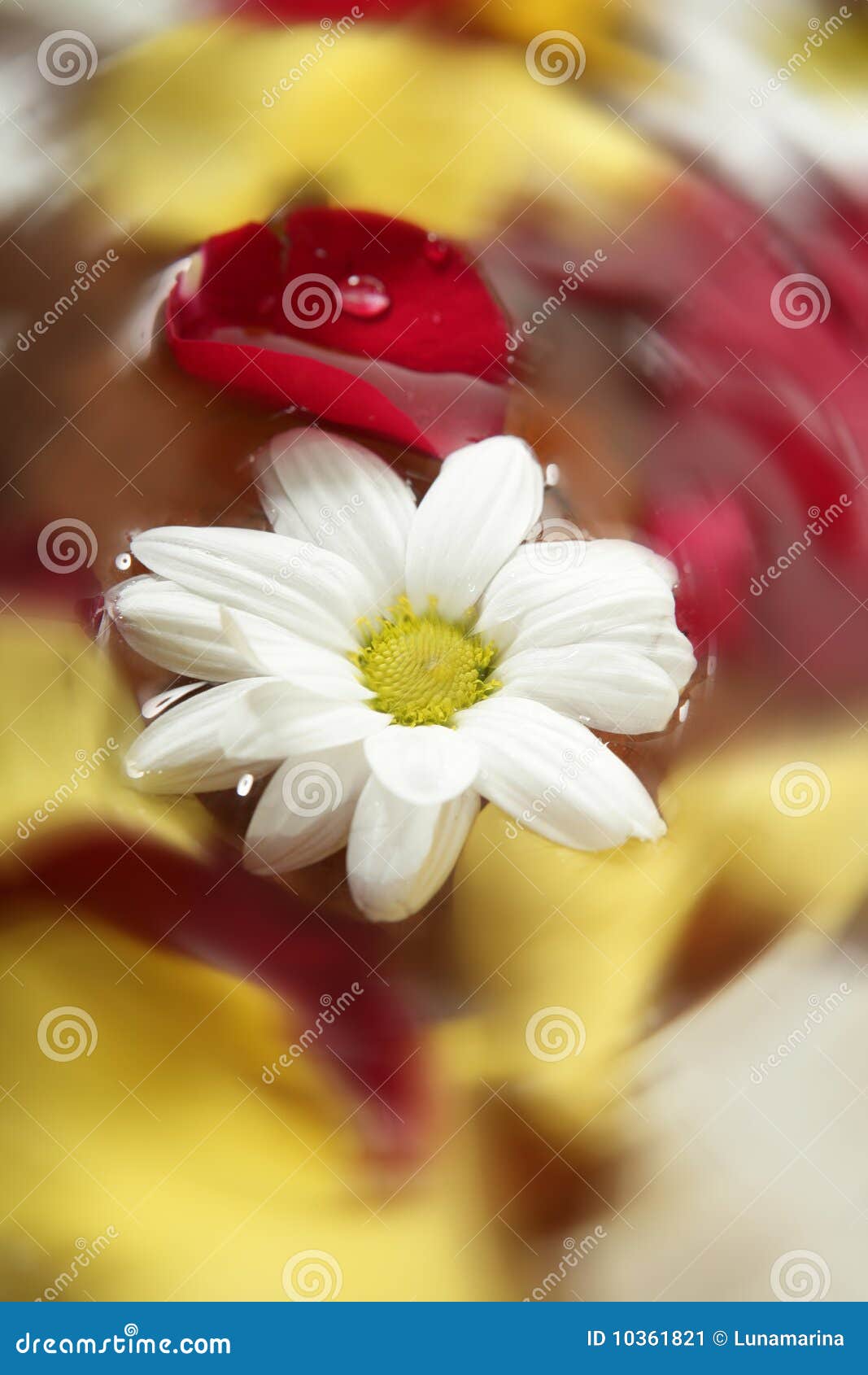 Rose Petals and Daisy Flower on Water Spa Stock Image - Image of macro ...
