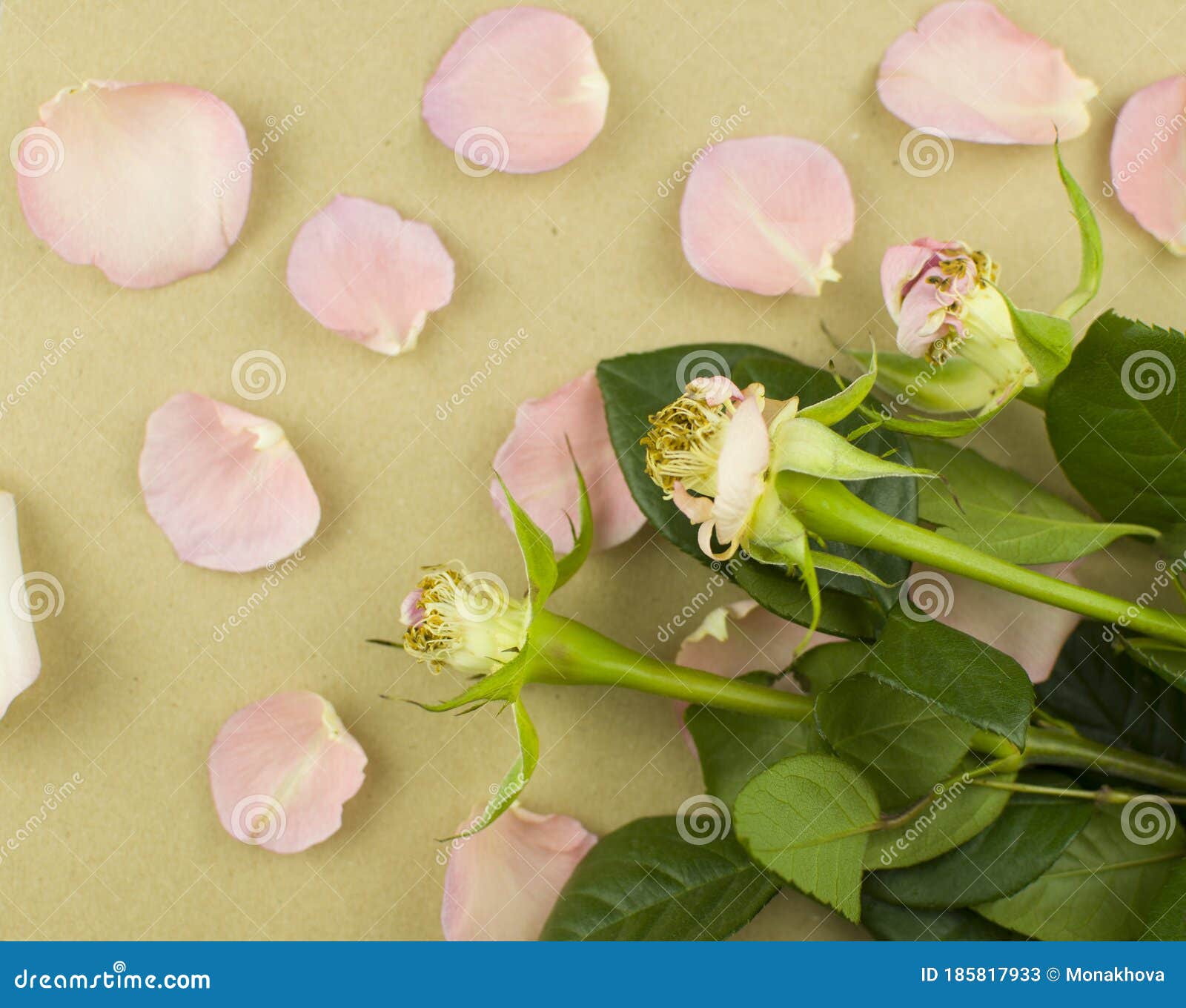 Pink Rose Petals and Fallen Rosebuds on a Vintage Background Stock ...