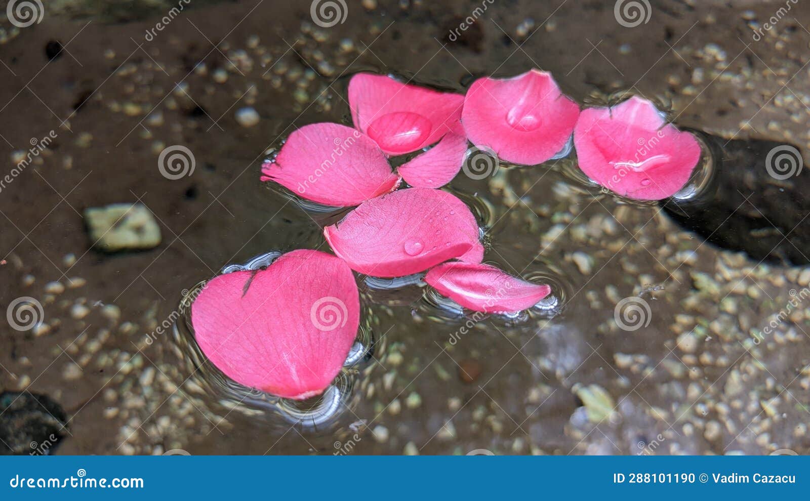 Rose Petals Float on the Surface of the Water in a Pond with Clear ...