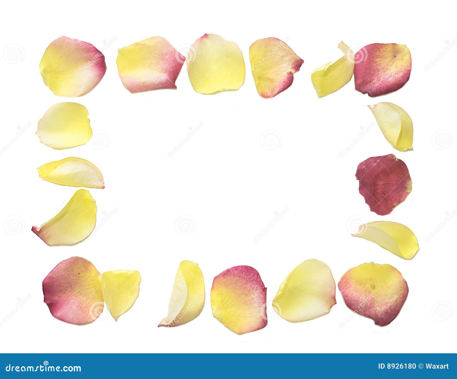 Rose Petals Forming a Frame Stock Photo - Image of rectangle, flowers ...