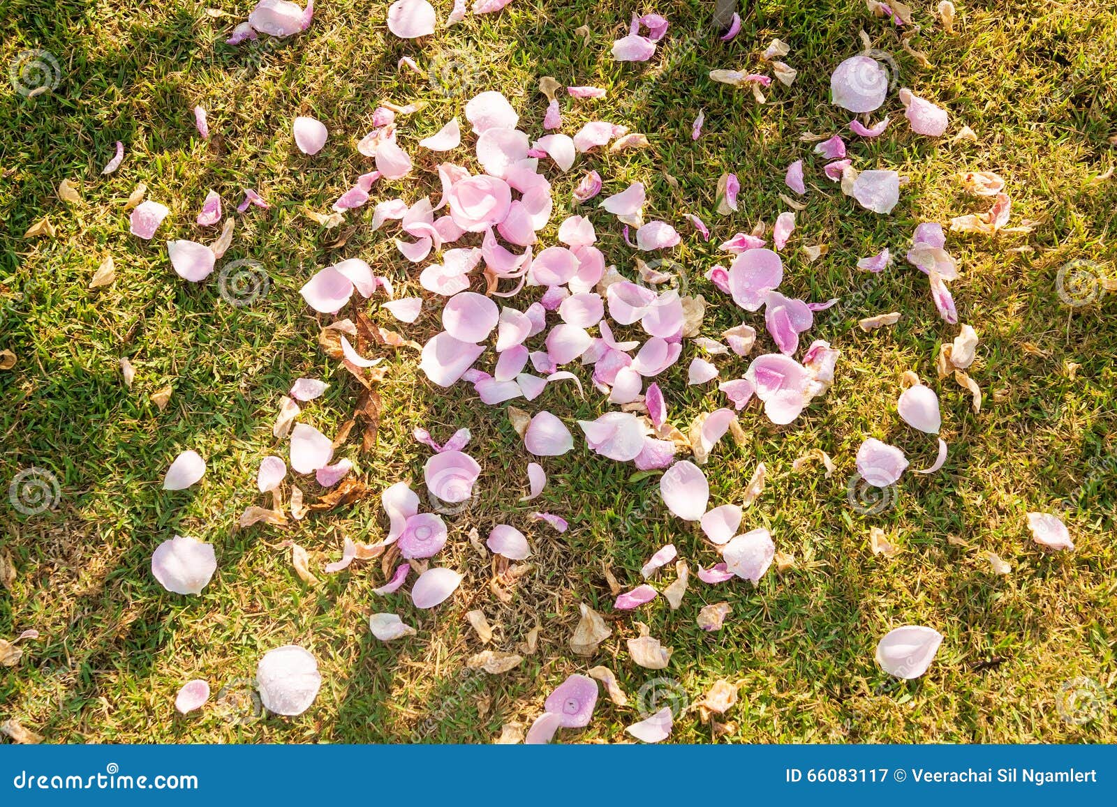 Rose petals on the grass stock image. Image of natural - 66083117