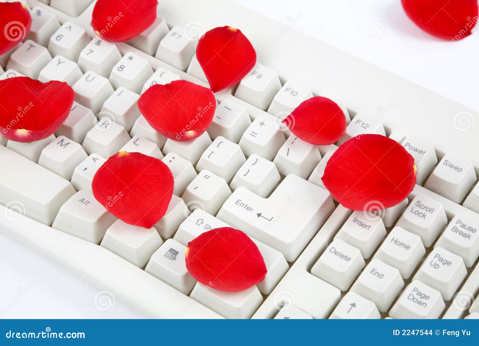 Rose petals and keyboard stock photo. Image of petal, online - 2247544