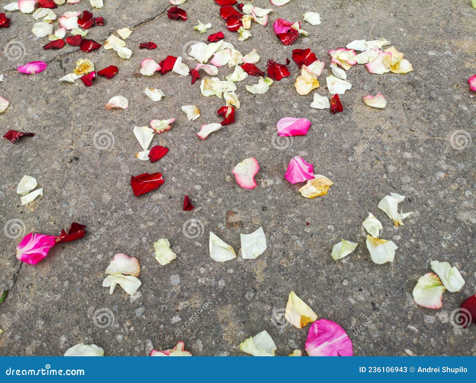 Rose Petals on the Pavement As a Festive Background. Stock Image ...