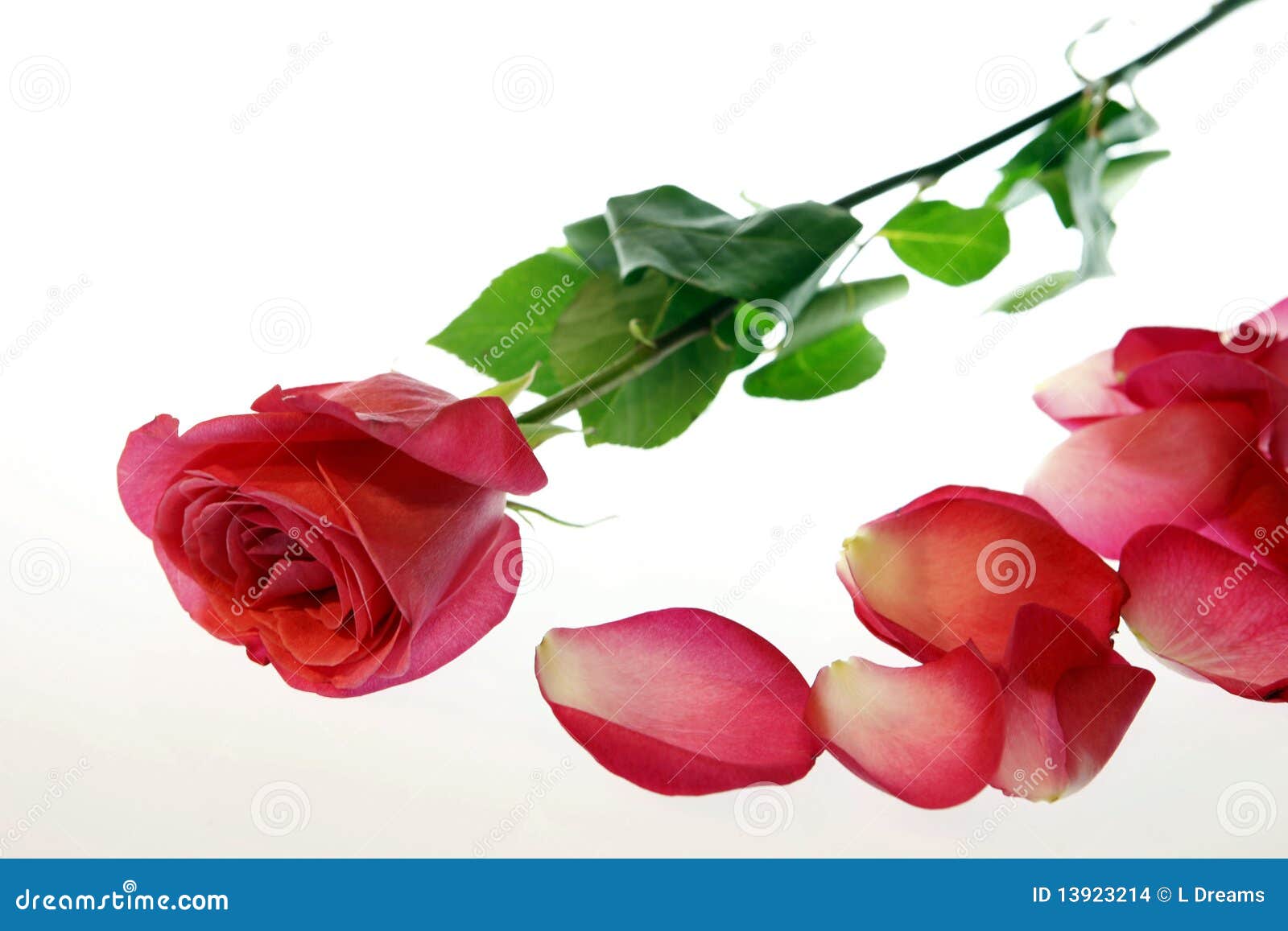 Pink Rose Petals Scattered