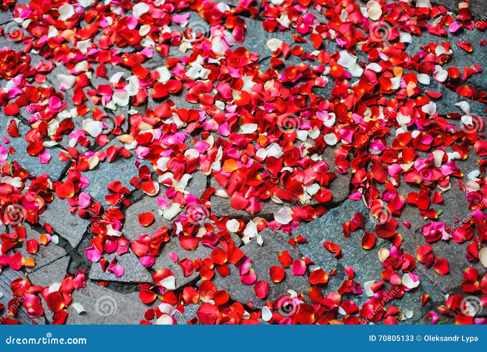 Rose Petals Scattered on the Sidewalk Stock Image - Image of confetti ...