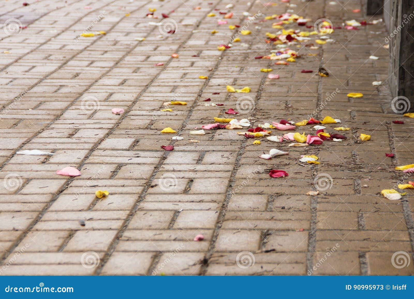 Rose Petals on the Sidewalk Stock Image - Image of sidewalk, paving ...