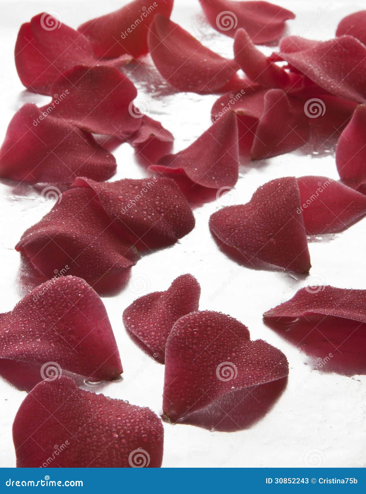 Rose petals stock image. Image of petals, nature, flower - 30852243