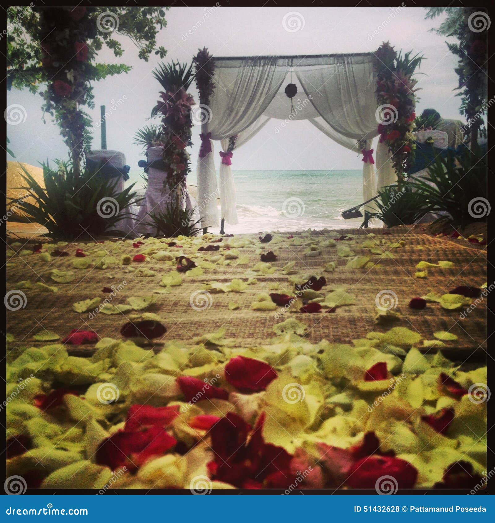 Rose petals stock photo. Image of wedding, rose, walk - 51432628