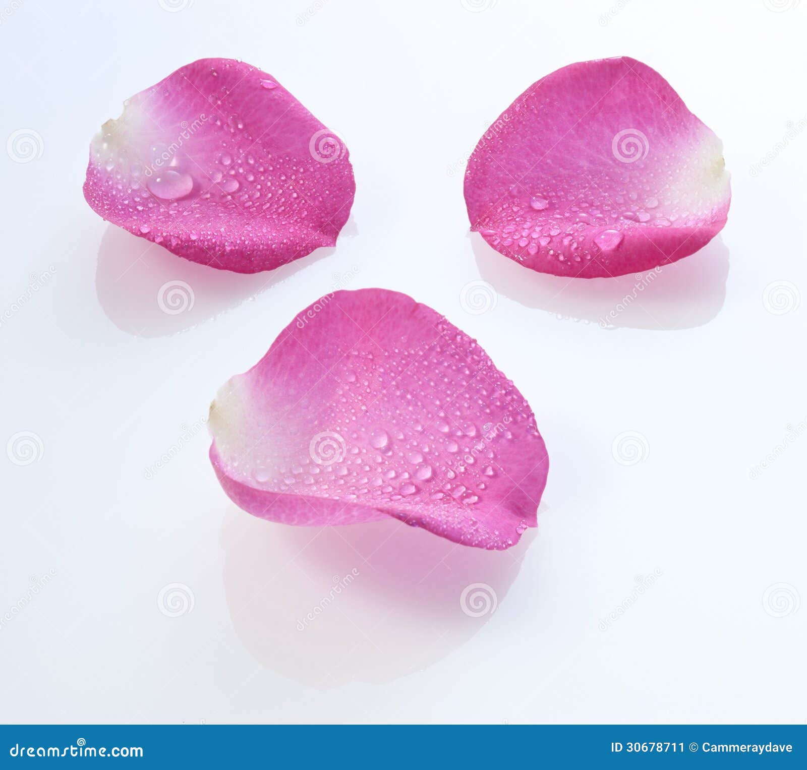Red Rose Petals On Red Background Stock Photography | CartoonDealer.com ...