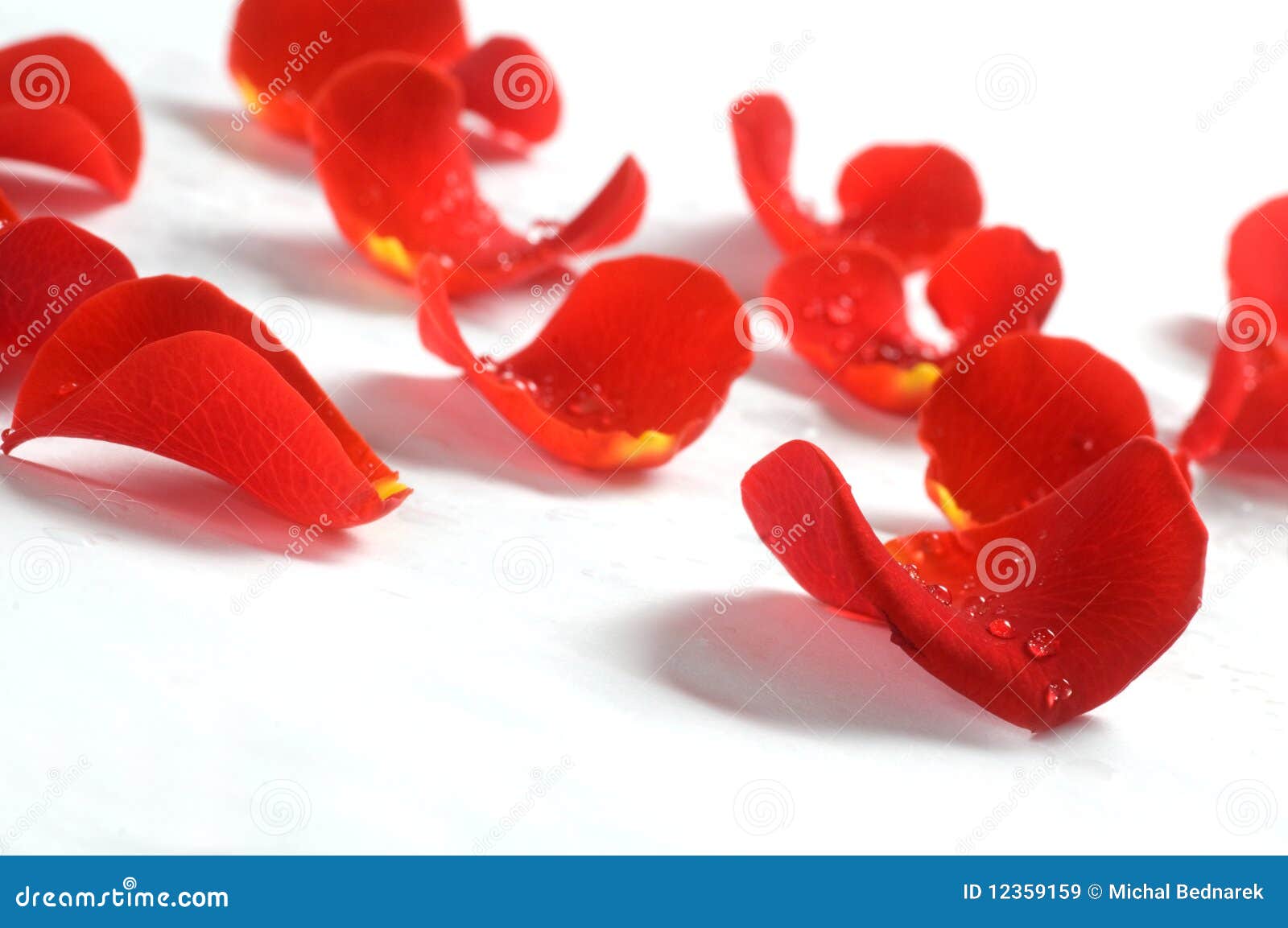 Rose Petals on White Background Stock Image - Image of focus, elegance ...
