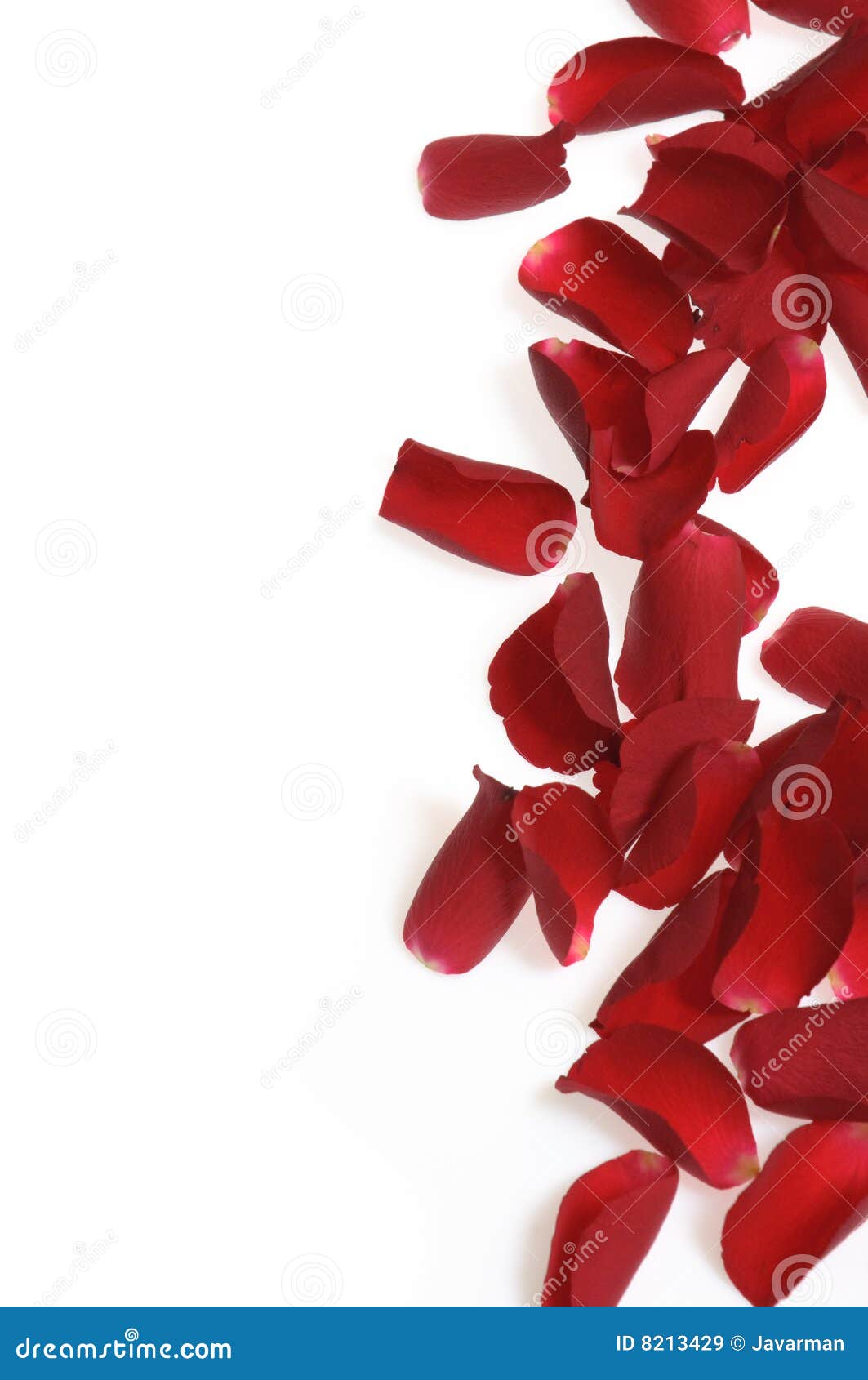 Rose Petals on White Background Stock Image - Image of petals ...