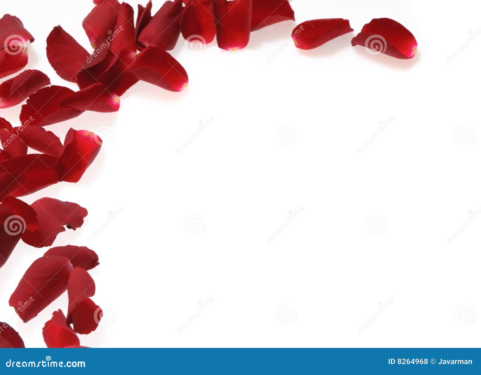 Rose Petals on White Background Stock Photo - Image of postcard ...