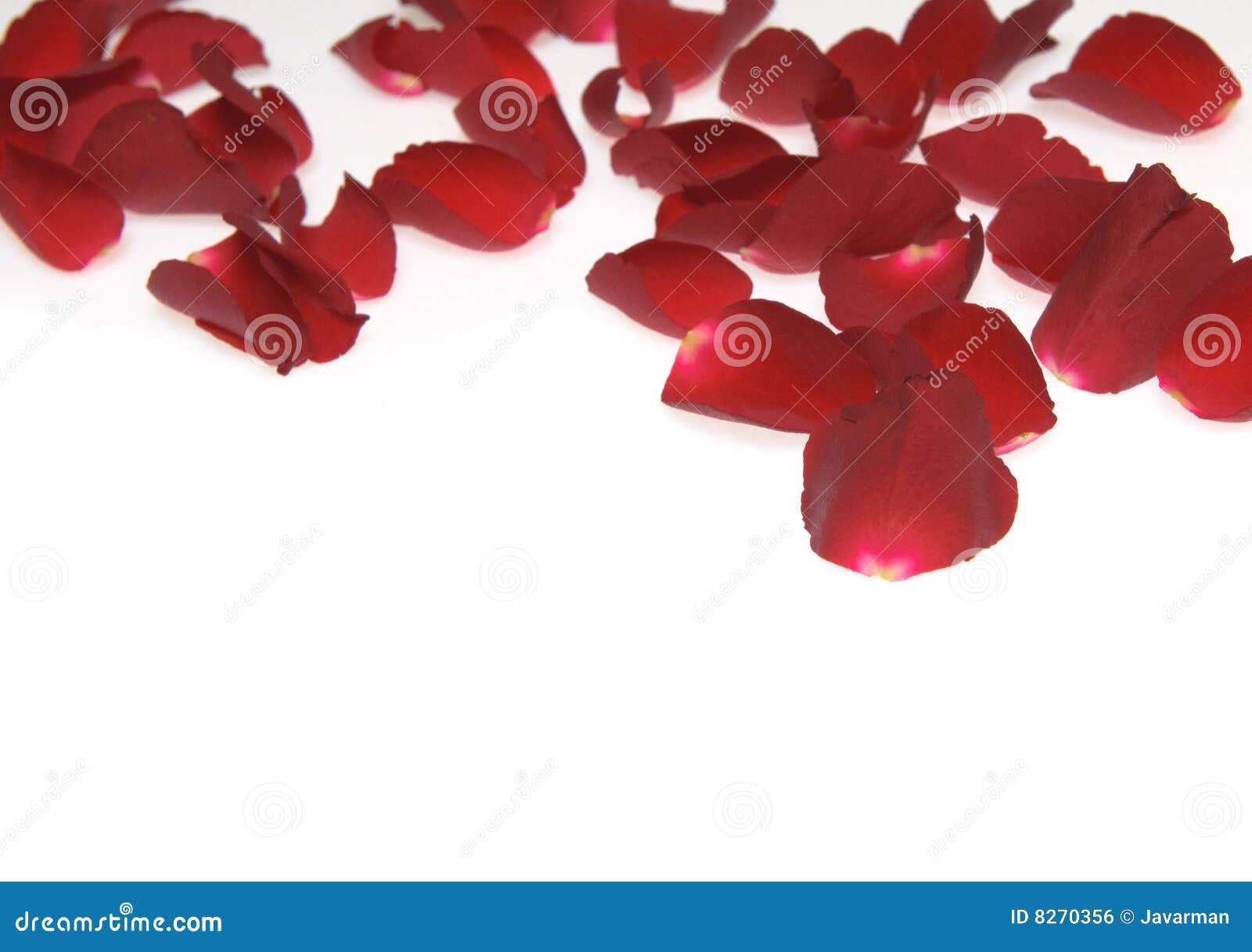Rose Petals on White Background Stock Photo - Image of macro, floral ...