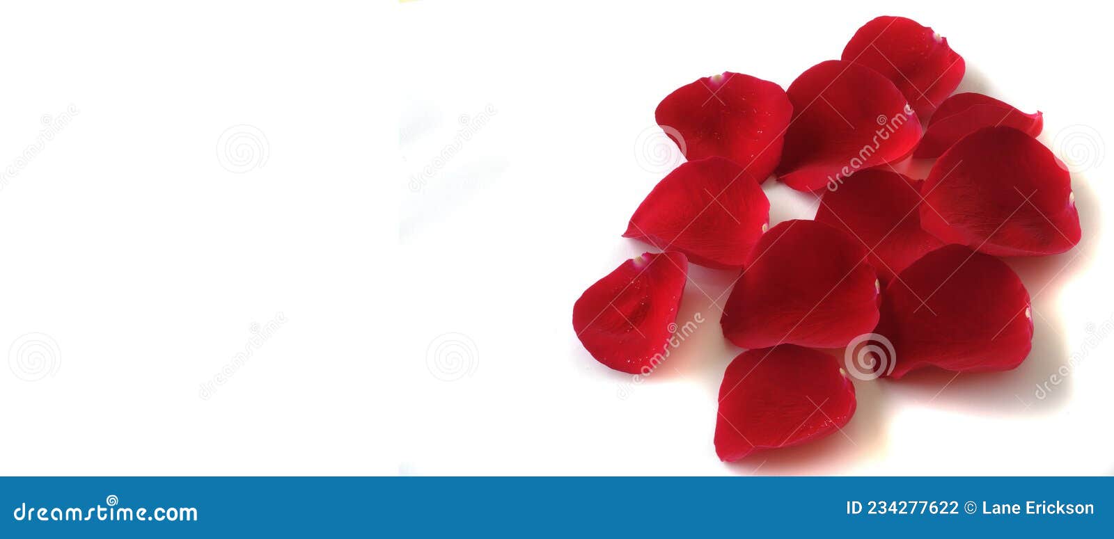 Rose Petals on White Background Stock Photo - Image of isolated ...