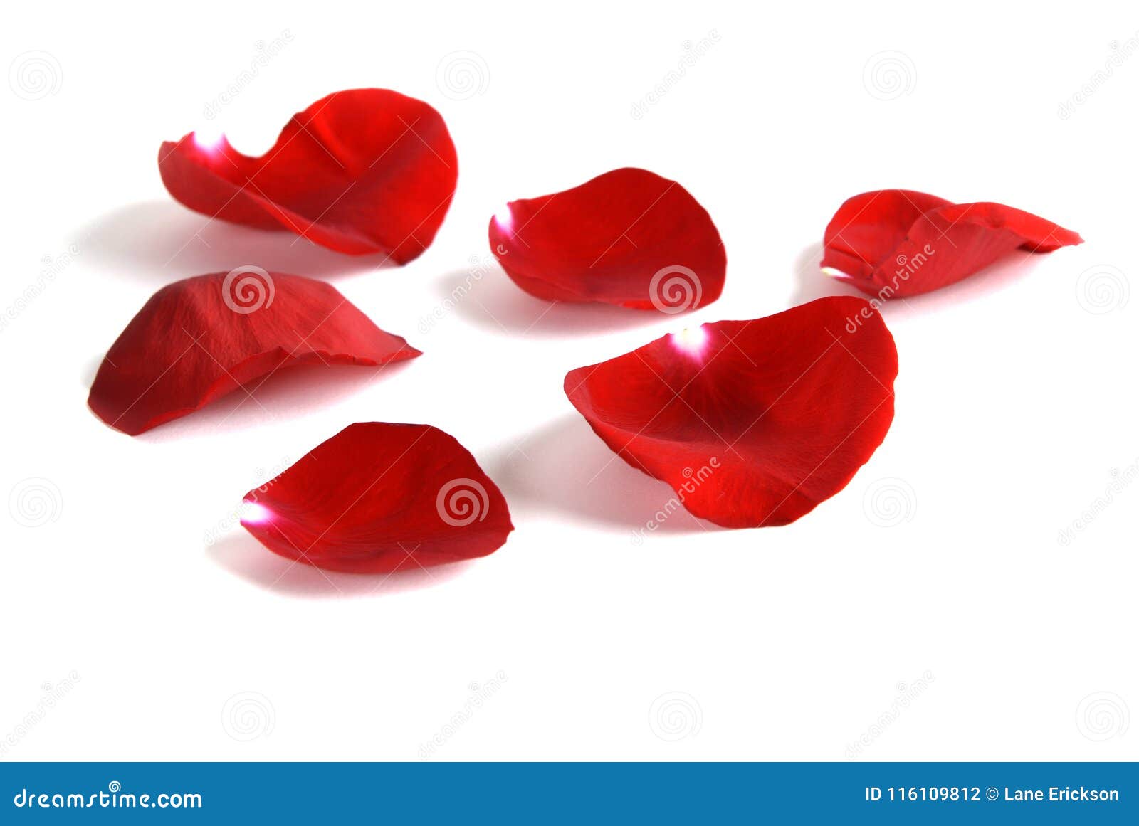 Rose Petals on White Background Stock Photo - Image of drop, element ...