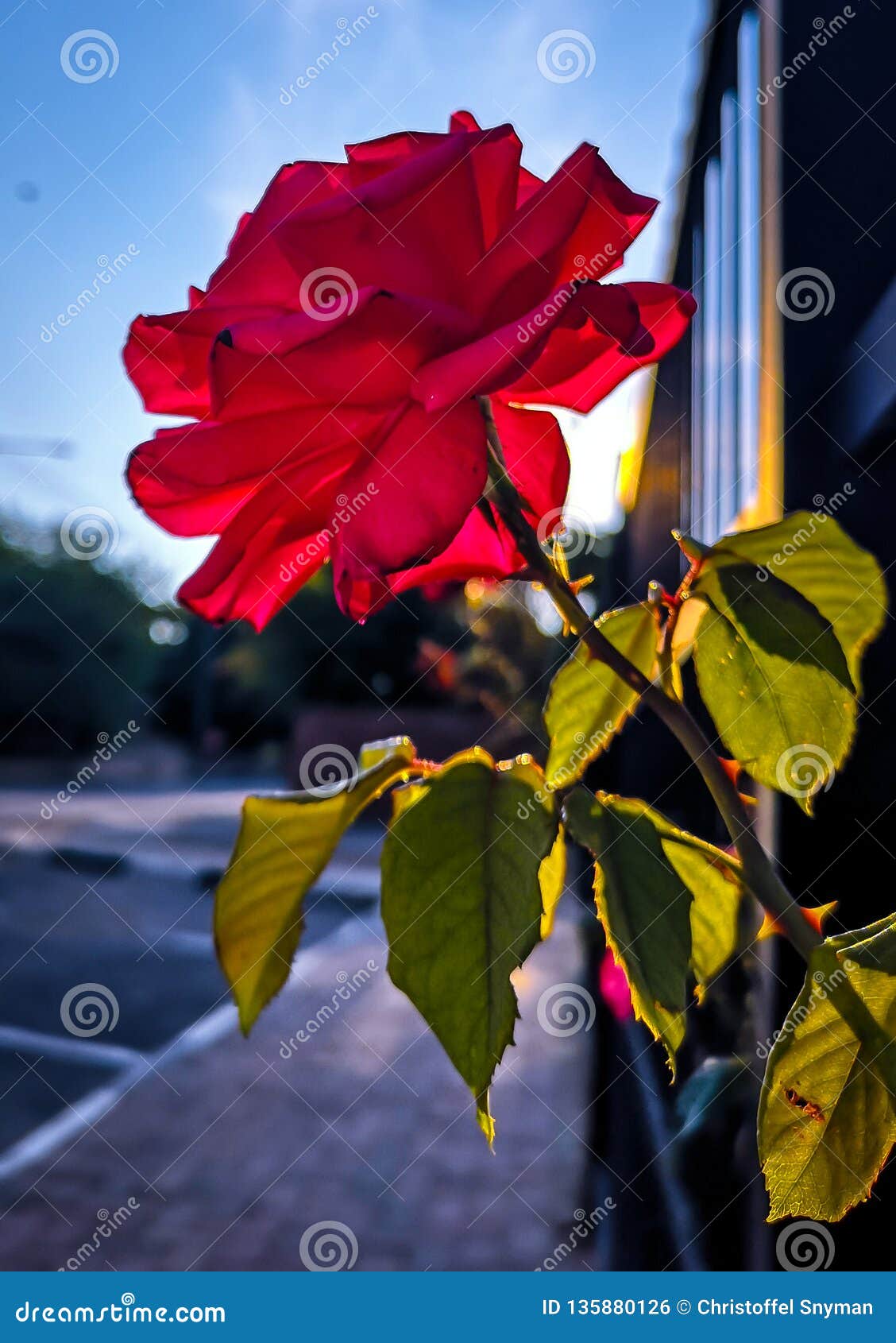 Rose stock photo. Image of rose, beautiful, back, light - 135880126