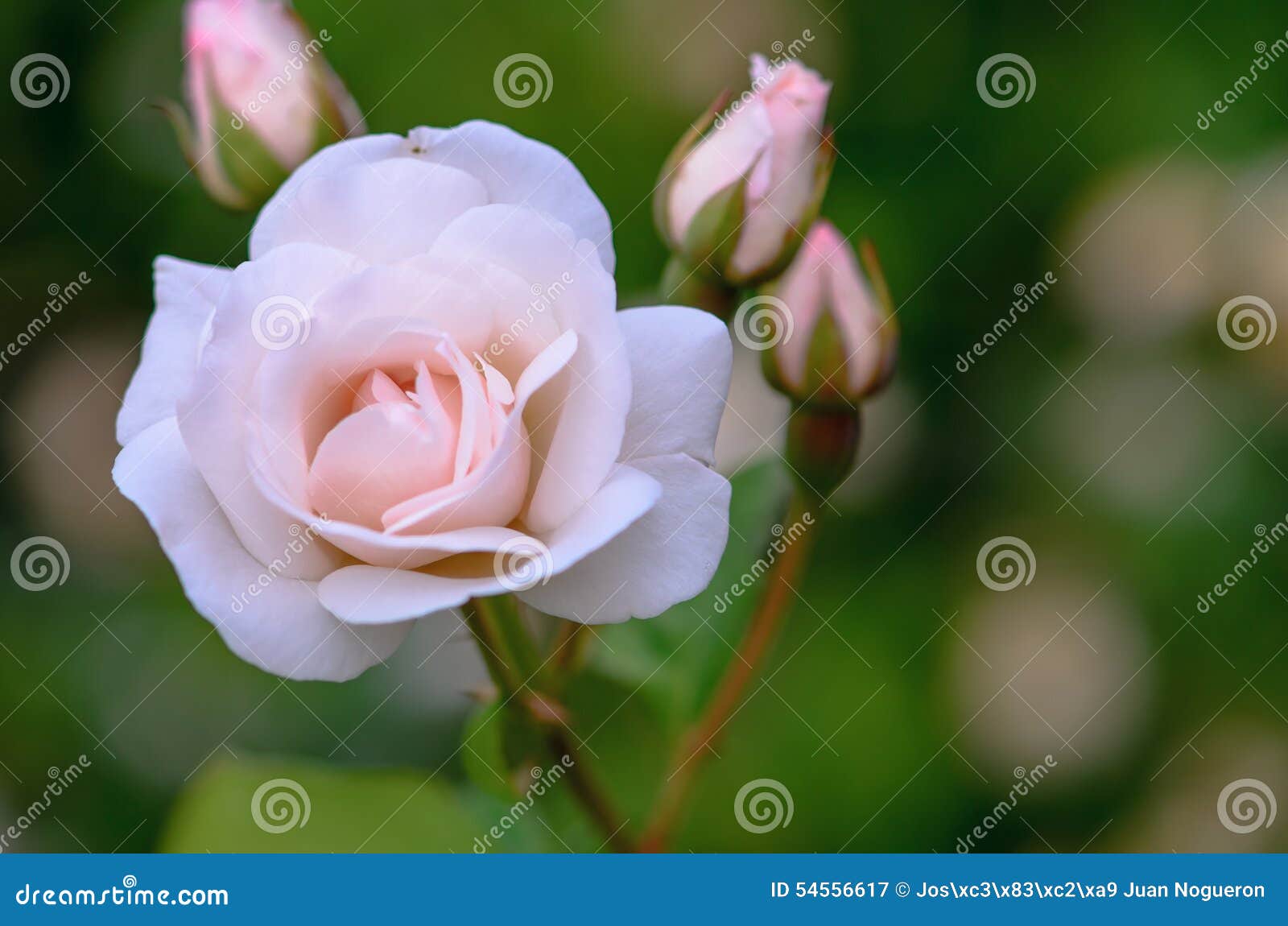 Rose Photographed in Park I Stock Image - Image of park, closeup: 54556617