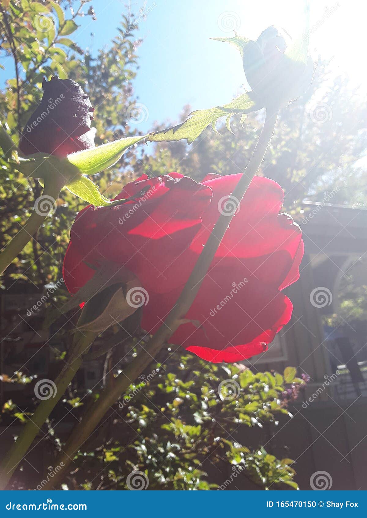 Rose Photography Sun Red Roses Stock Photo - Image of roses, rose ...