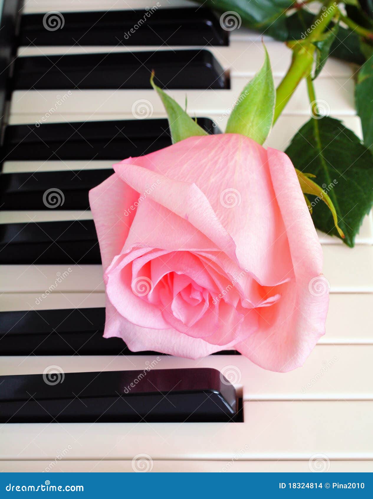Rose on piano keys stock photo. Image of musical, color - 18324814
