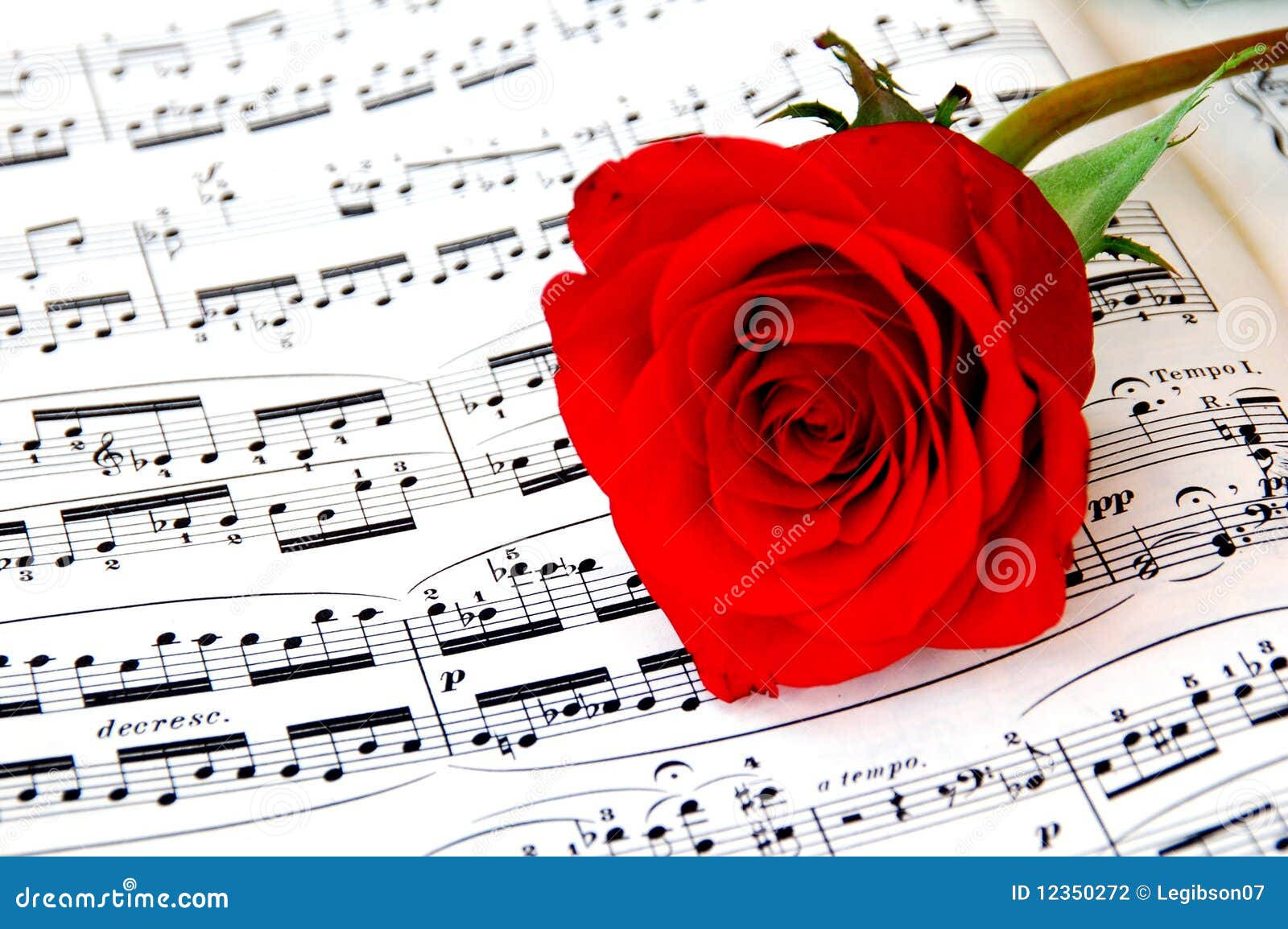 Rose and piano music 2 stock photo. Image of ivory, plant - 12350272