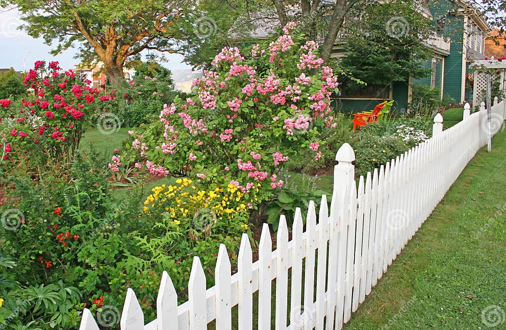 Rose Picket Fence stock photo. Image of picket, gardening - 1008566
