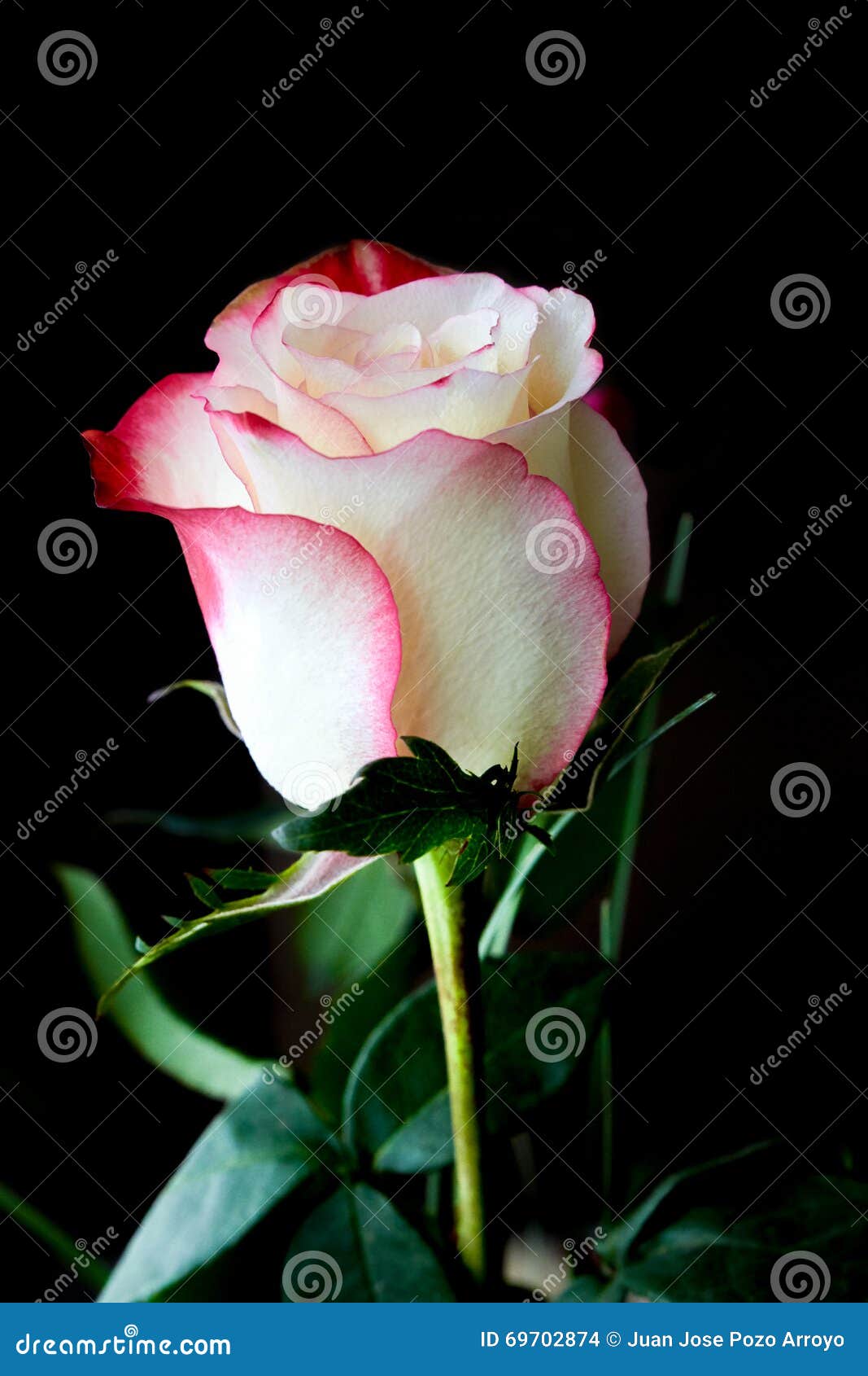 Rose Pink bicolor stock photo. Image of design, concept - 69702874