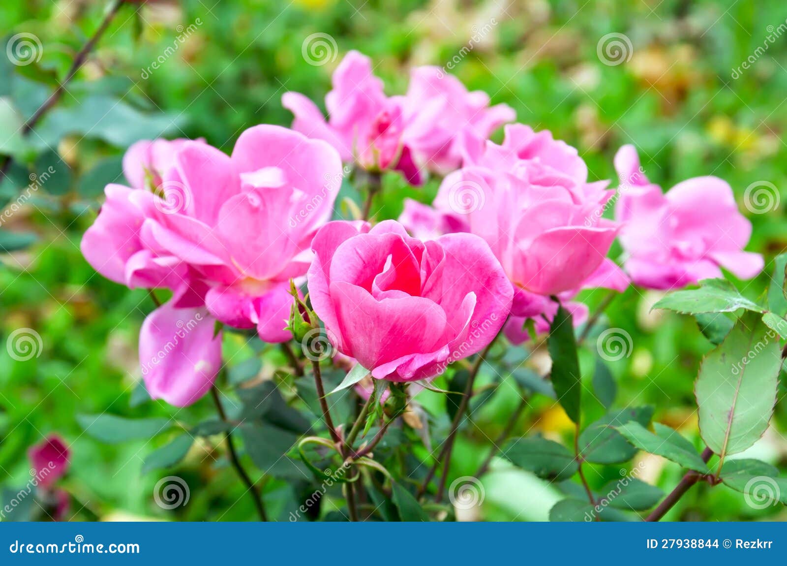 Rose pink bush stock photo. Image of grass, indoors, organic - 27938844