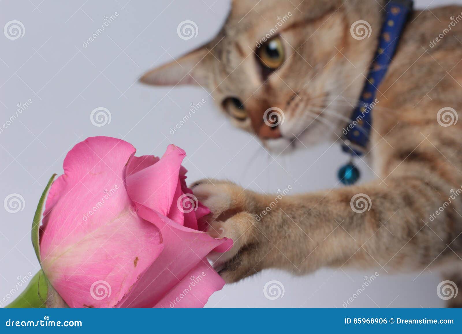 Rose pink Cat Touch Flower stock photo. Image of happy - 85968906