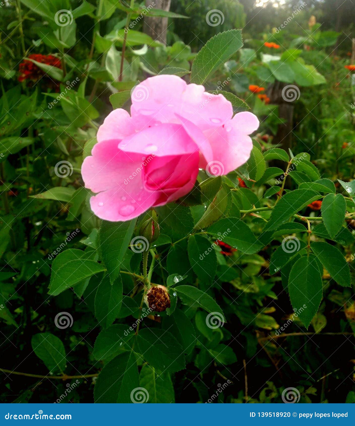 Rose Pink Color stock photo. Image of rose, flowers - 139518920