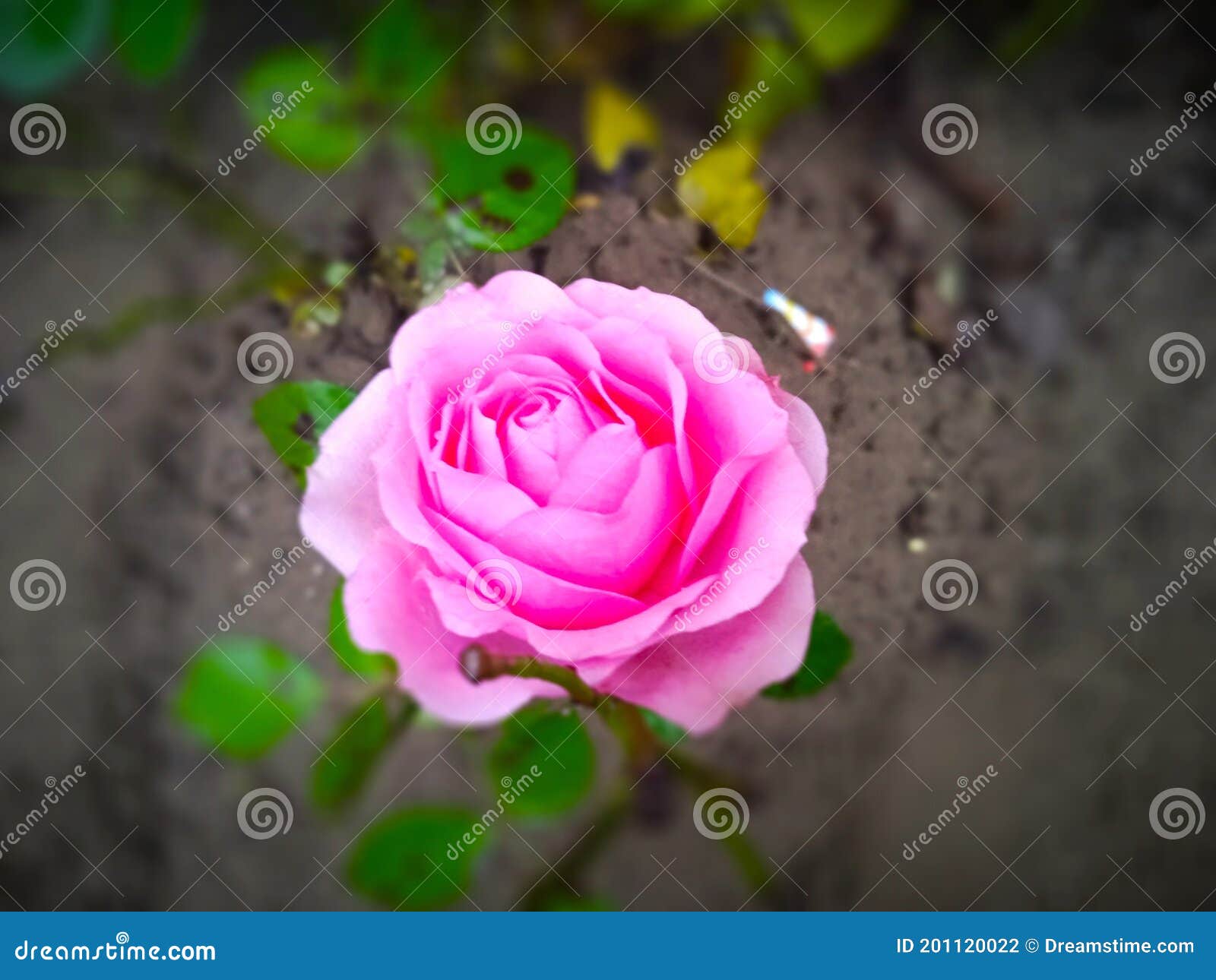 Rose, pink, flover. stock photo. Image of shrub, petal - 201120022