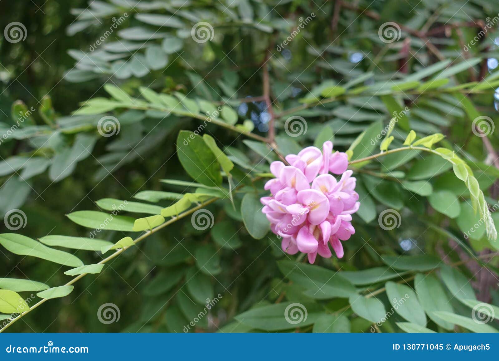Rose Pink Flowers of Robinia Hispida Borne in Panicle Stock Image ...