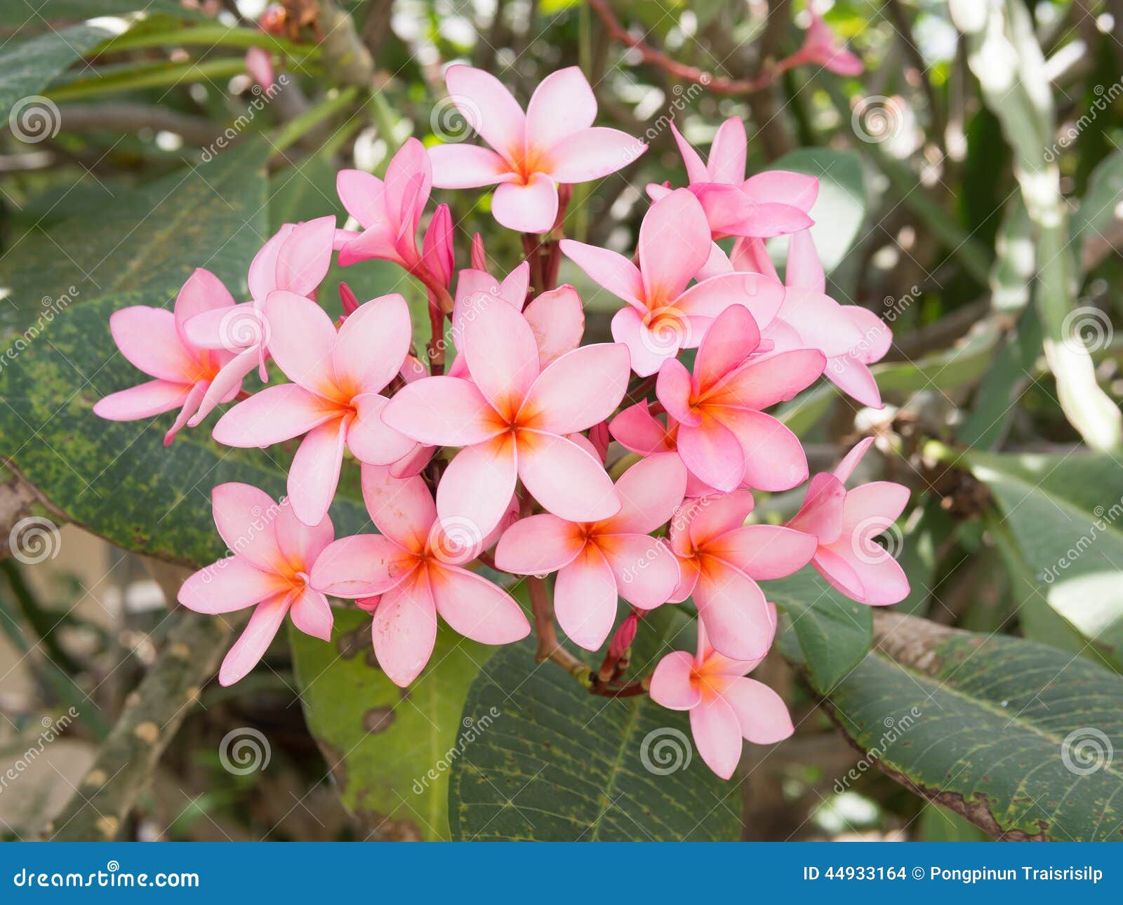 Rose-pink Frangipani Flower Stock Photo - Image of beautiful, flora ...